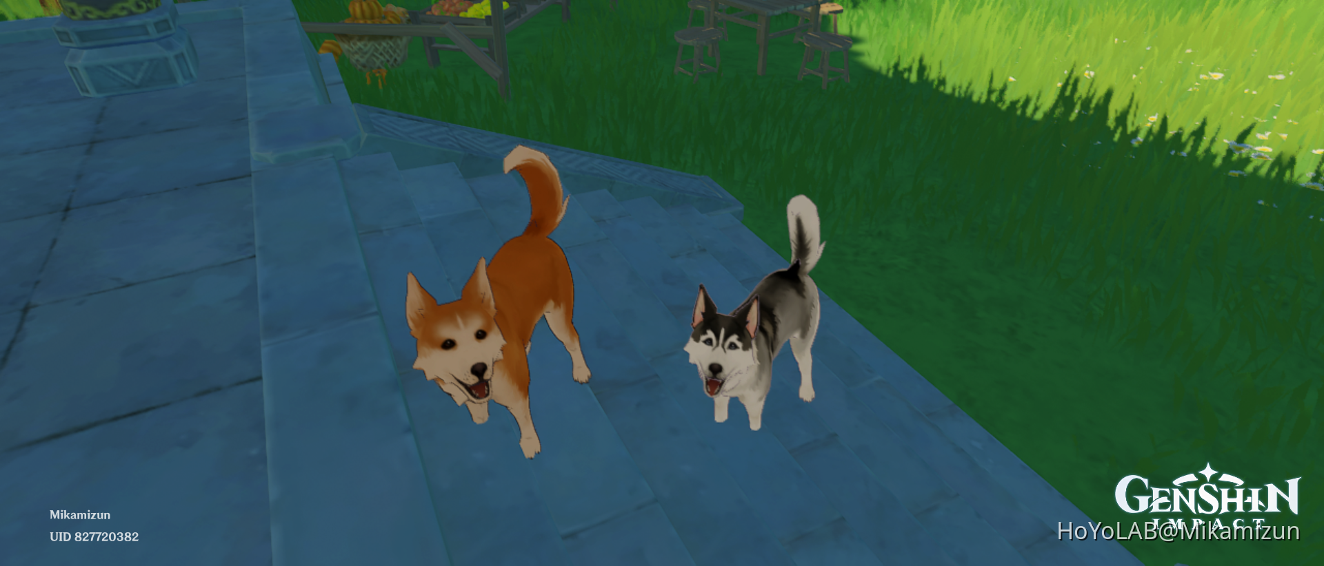 Doge Genshin Impact | HoYoLAB