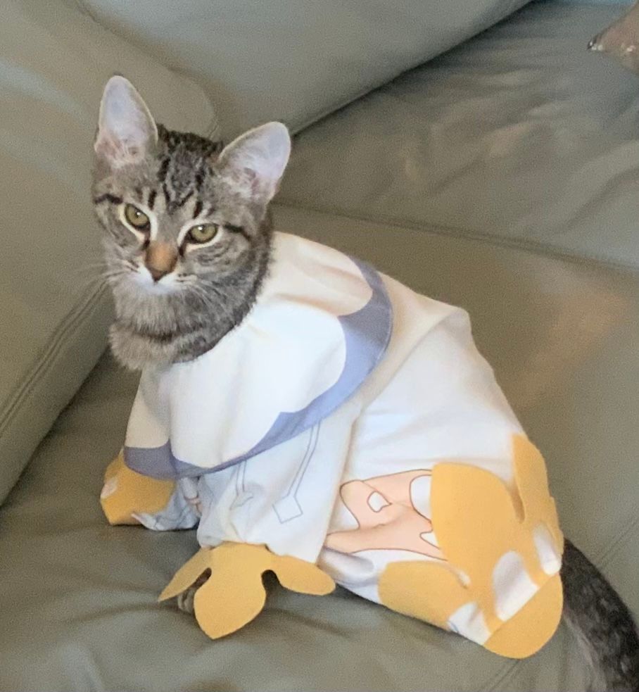 I made my cats cosplay Paimon Genshin Impact | HoYoLAB