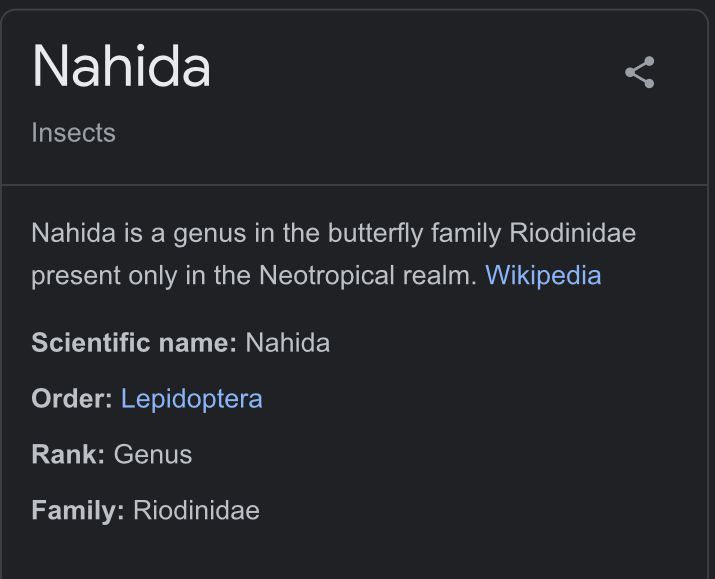 Nahida the butterfly Genshin Impact | HoYoLAB