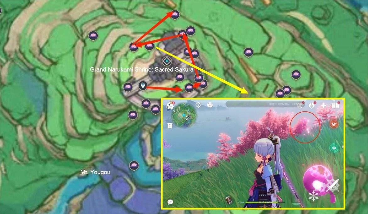 [V3.3][Sakura Bloom] Collection Guide: Get 63 within 10 min! Genshin ...