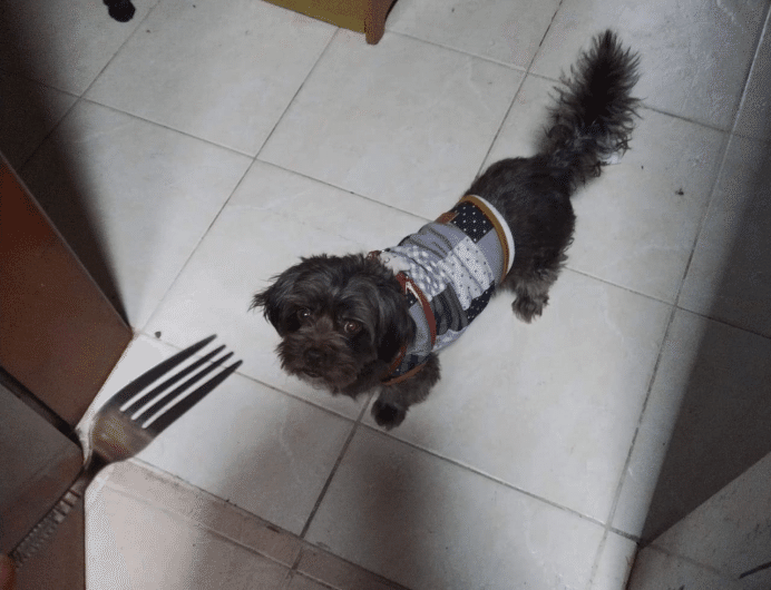 more goofy dog (credits to my bro for eating our dog ong ong) | HoYoLAB