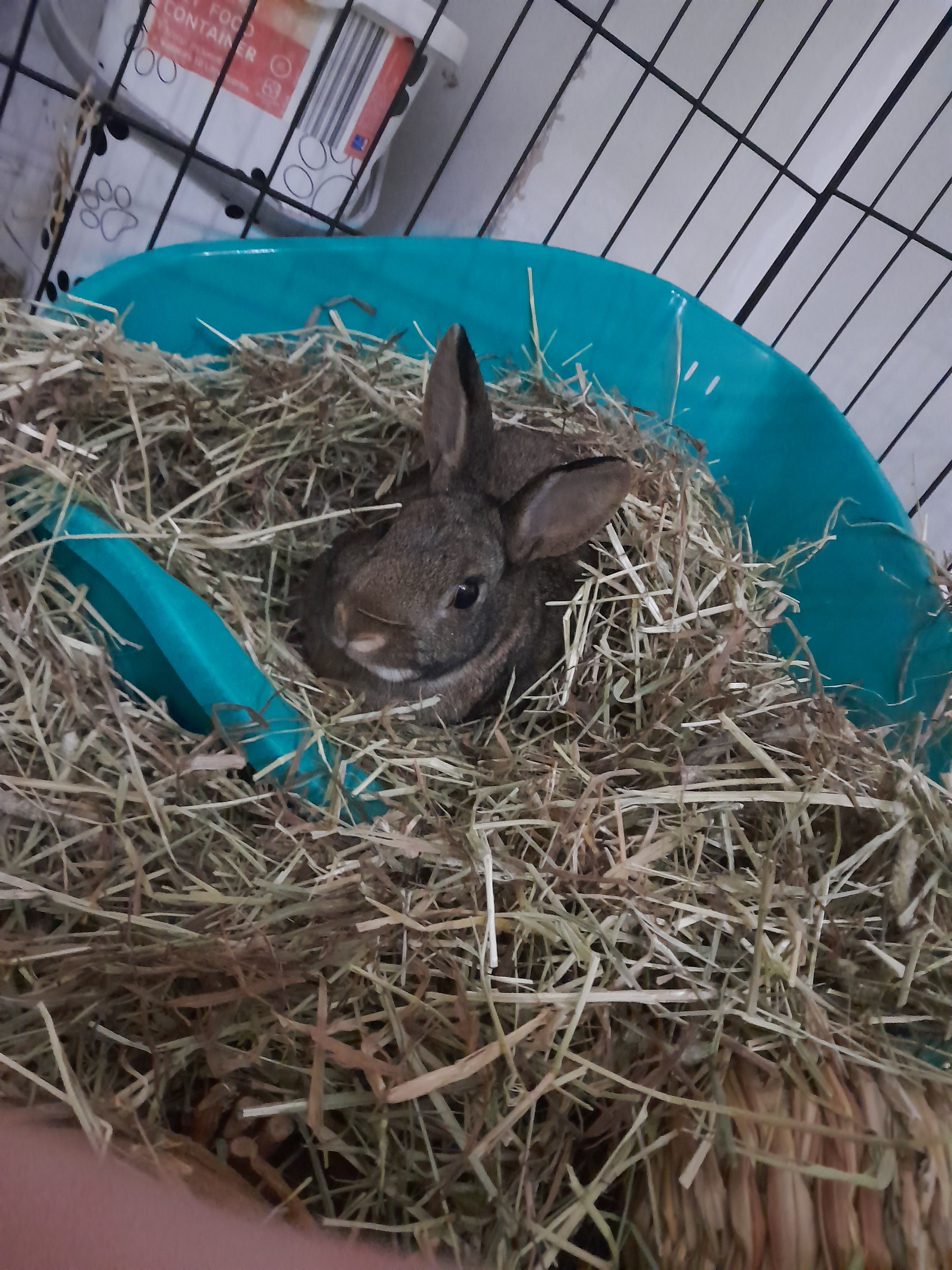 rabbits of teyvat Genshin Impact | HoYoLAB