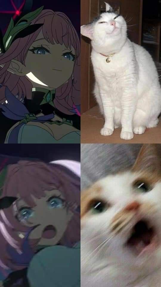 Bao nhiêu meme 1 tuần để thoả mãn mọi người đây Honkai Impact 3rd | HoYoLAB