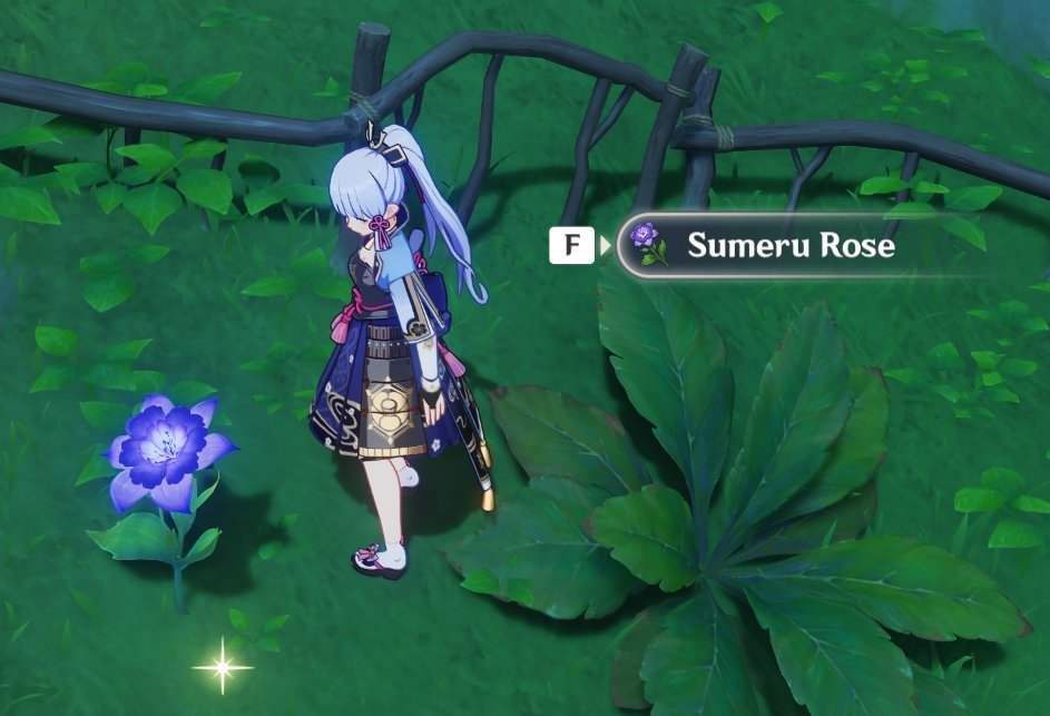 Things I've noticed about Lisa and Sumeru Genshin Impact | HoYoLAB