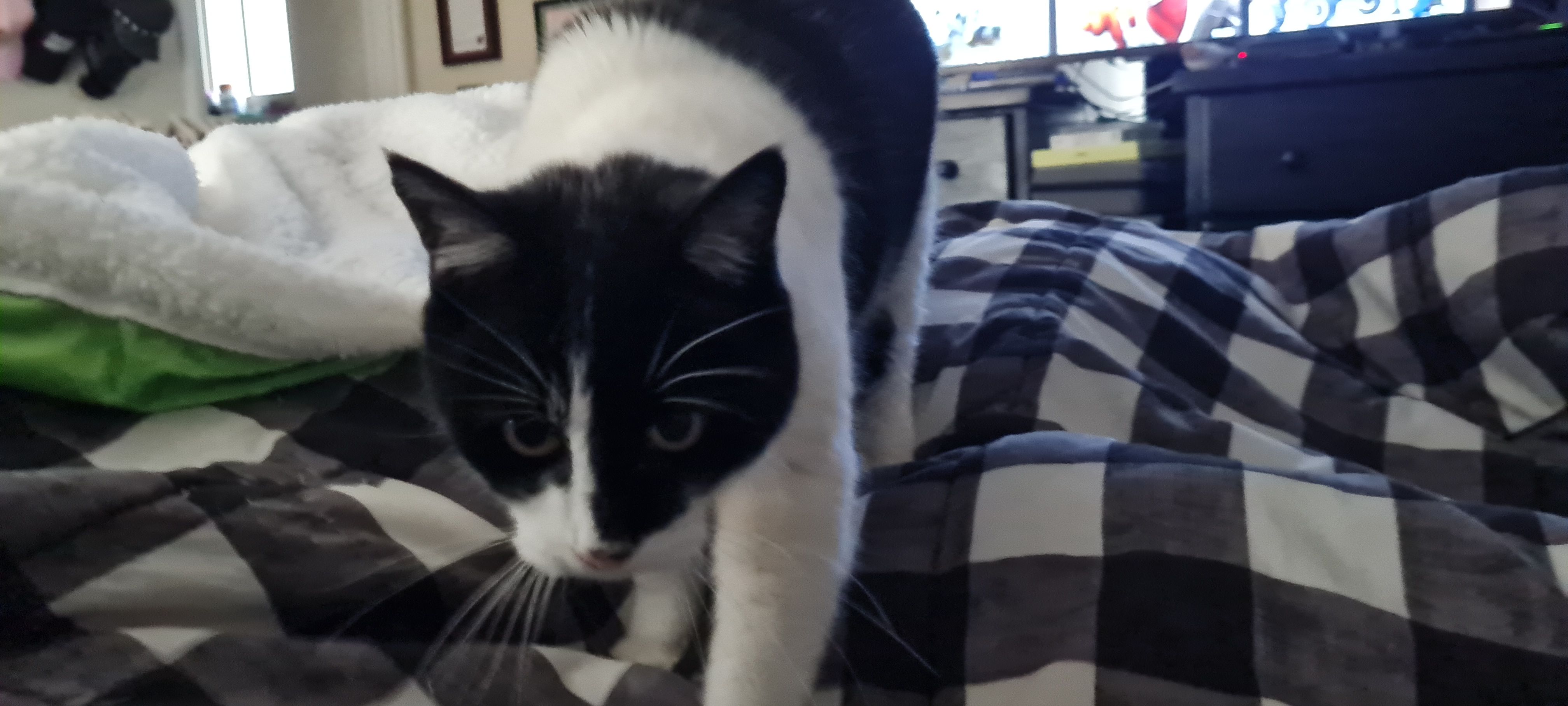 Meow Genshin Impact | HoYoLAB