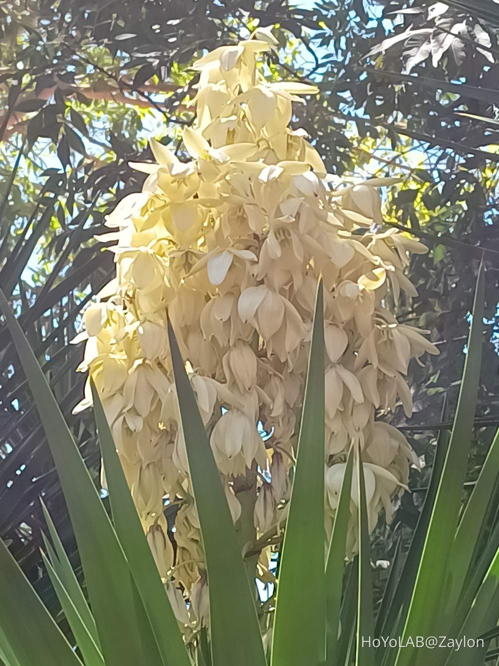 irl pics are nice | HoYoLAB