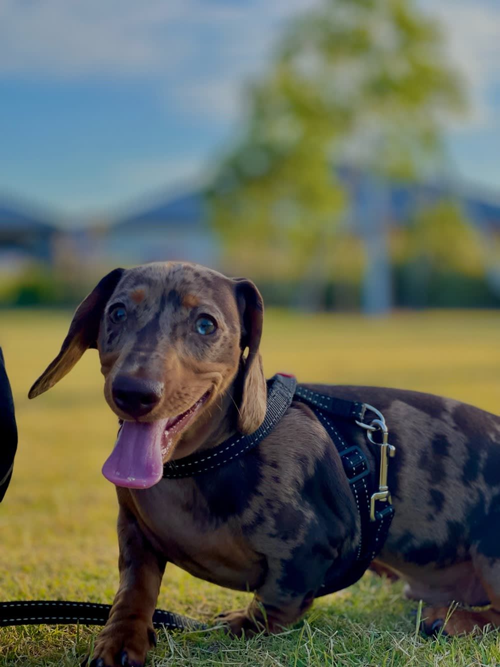 My Dog Rusty | HoYoLAB