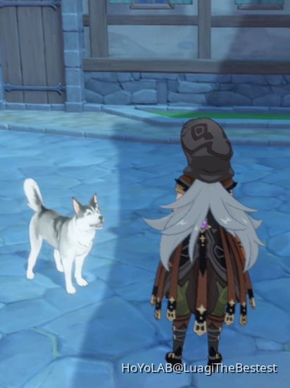 Dog Genshin Impact | HoYoLAB