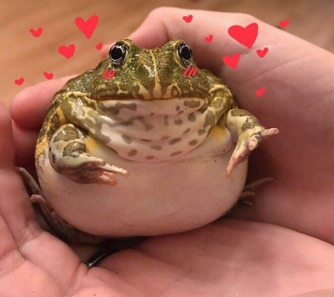 frog 🐸 Honkai: Star Rail | HoYoLAB