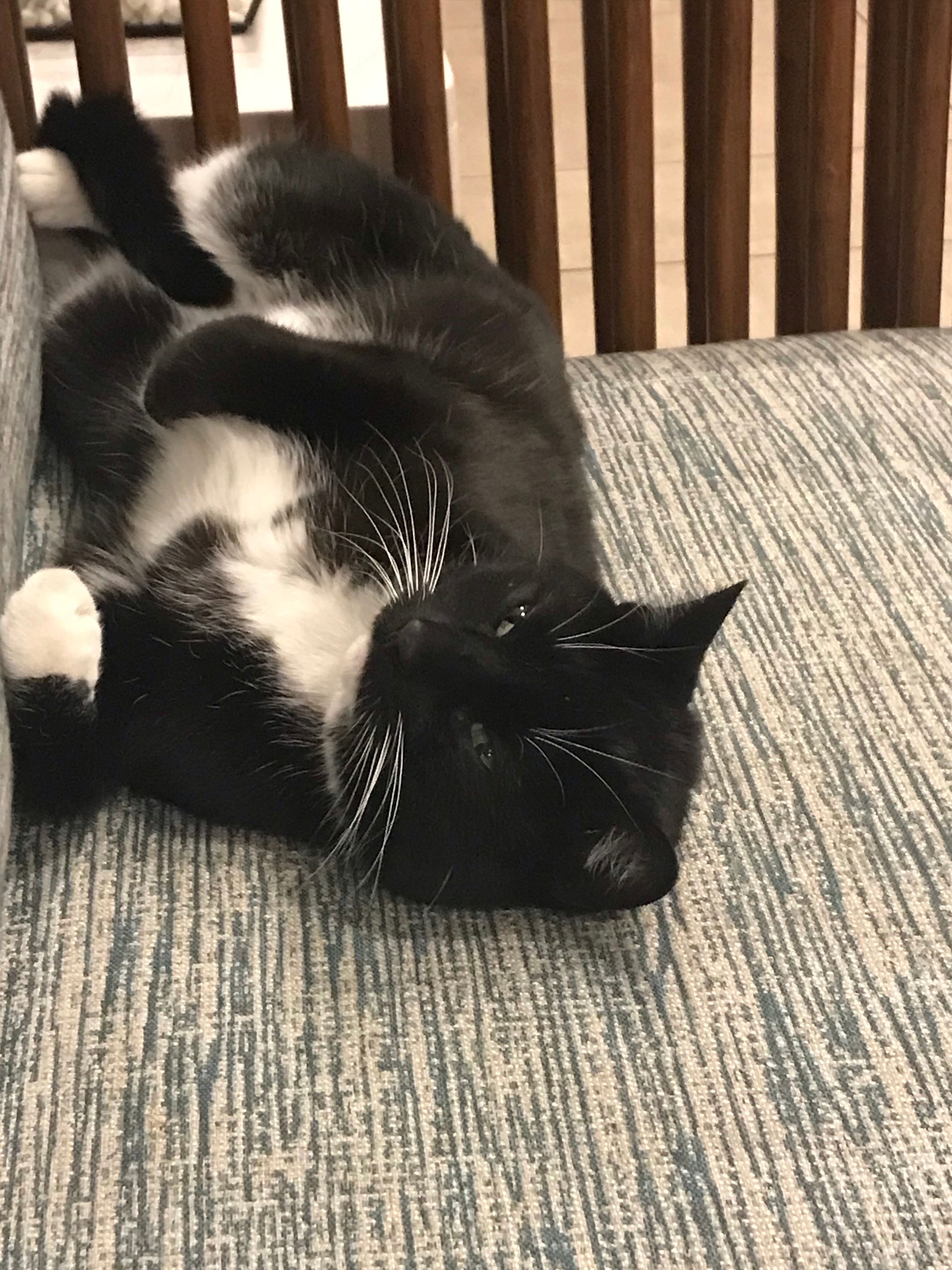 cat Honkai Impact 3rd | HoYoLAB