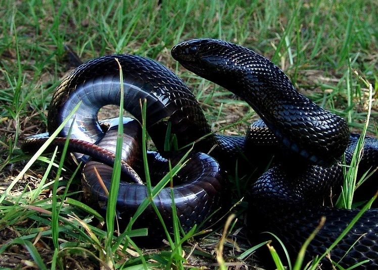 mobius look like SCP-3102 🤔 Honkai Impact 3rd | HoYoLAB