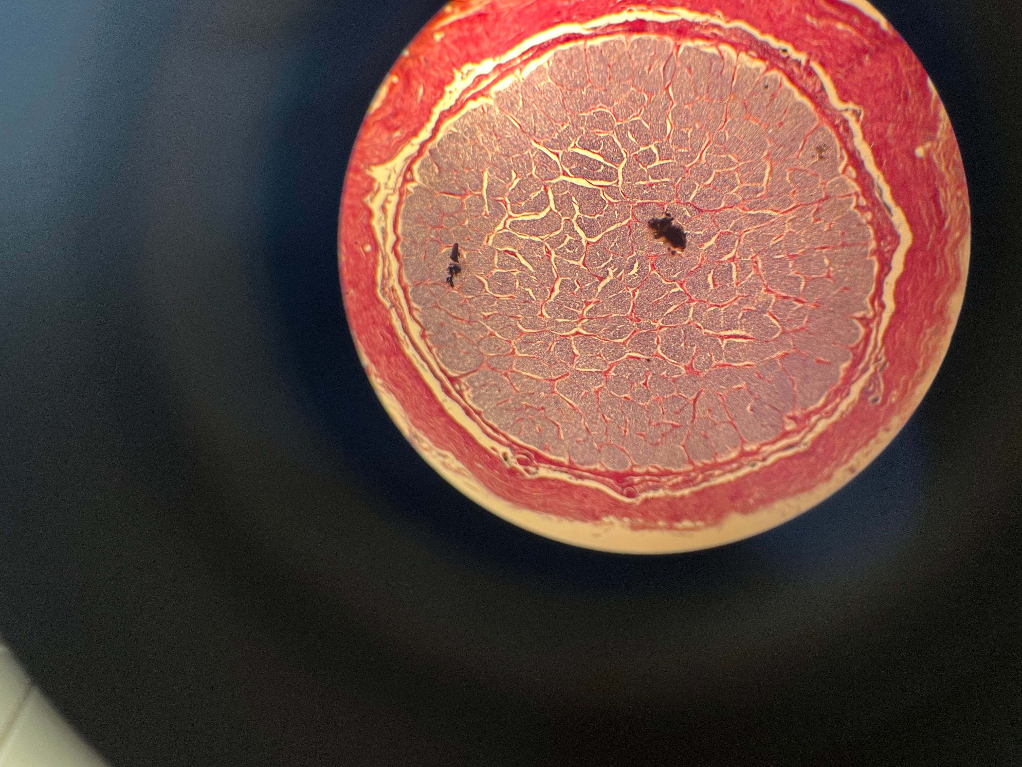 optic nerve under the microscope Honkai: Star Rail | HoYoLAB