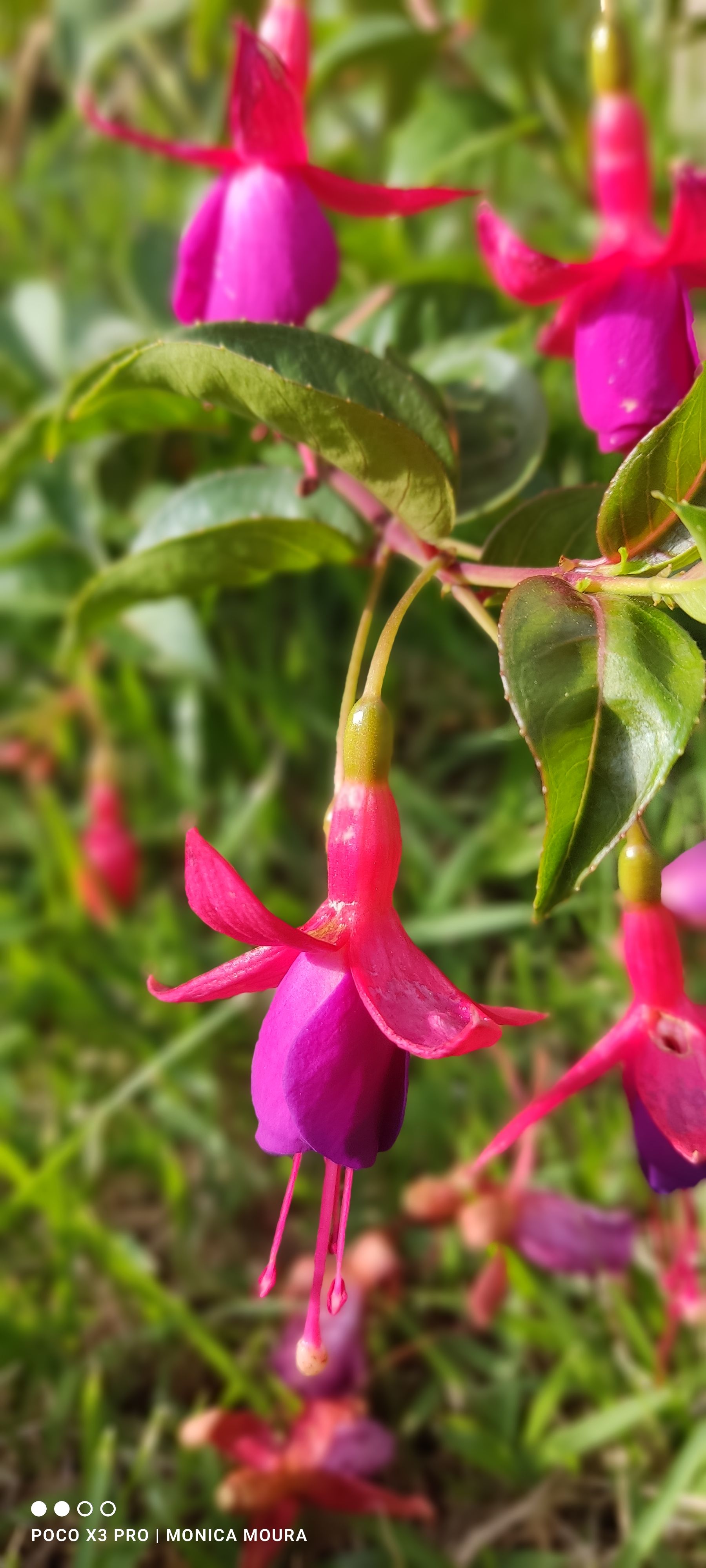 Aranara? Genshin Impact | HoYoLAB