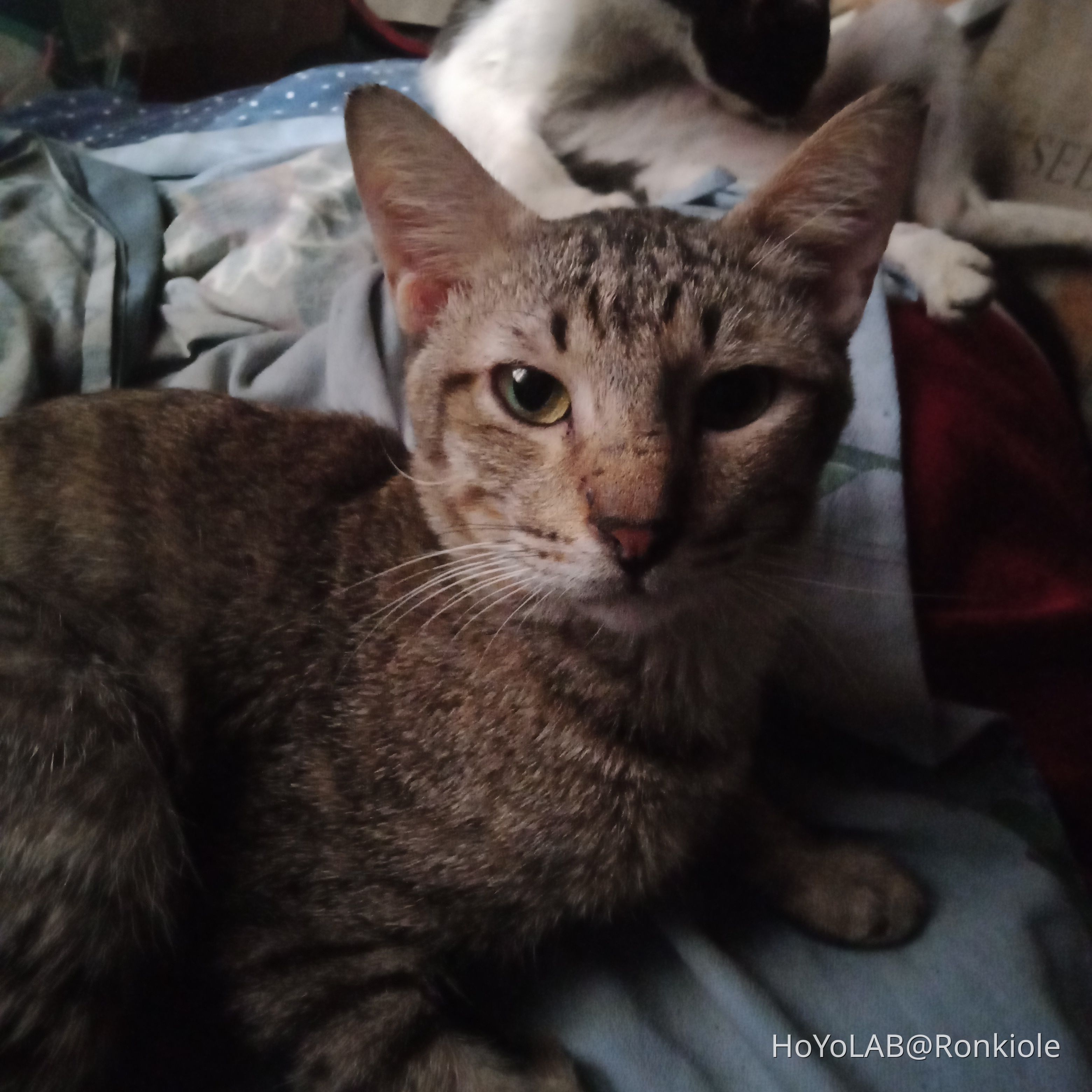 Catto Honkai: Star Rail | HoYoLAB