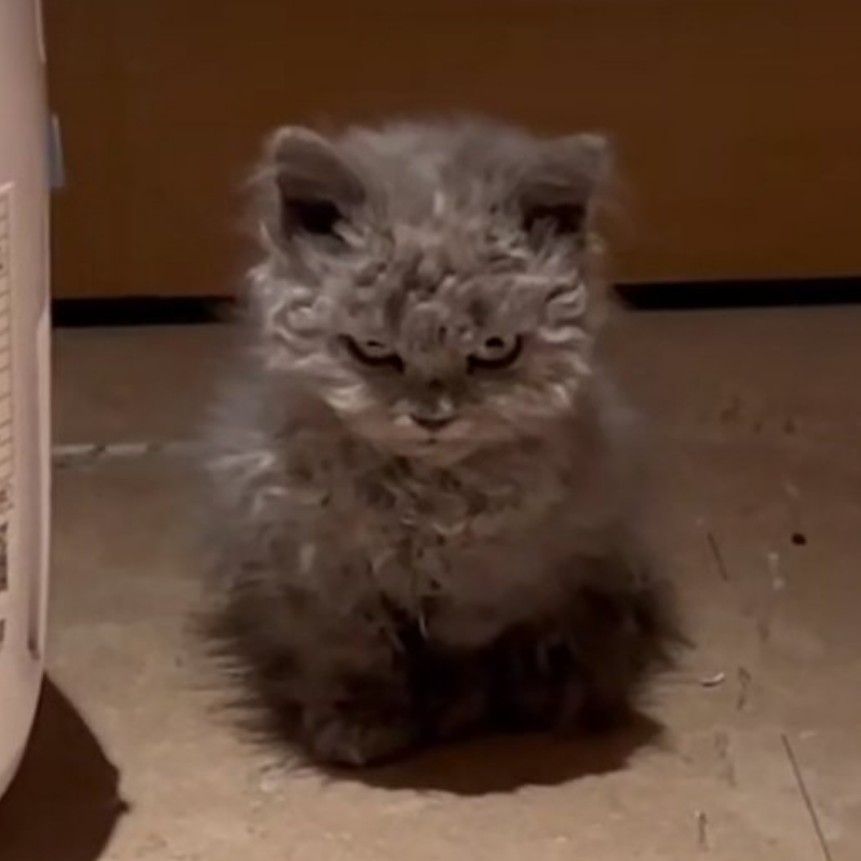 Angy Cat Honkai: Star Rail | HoYoLAB