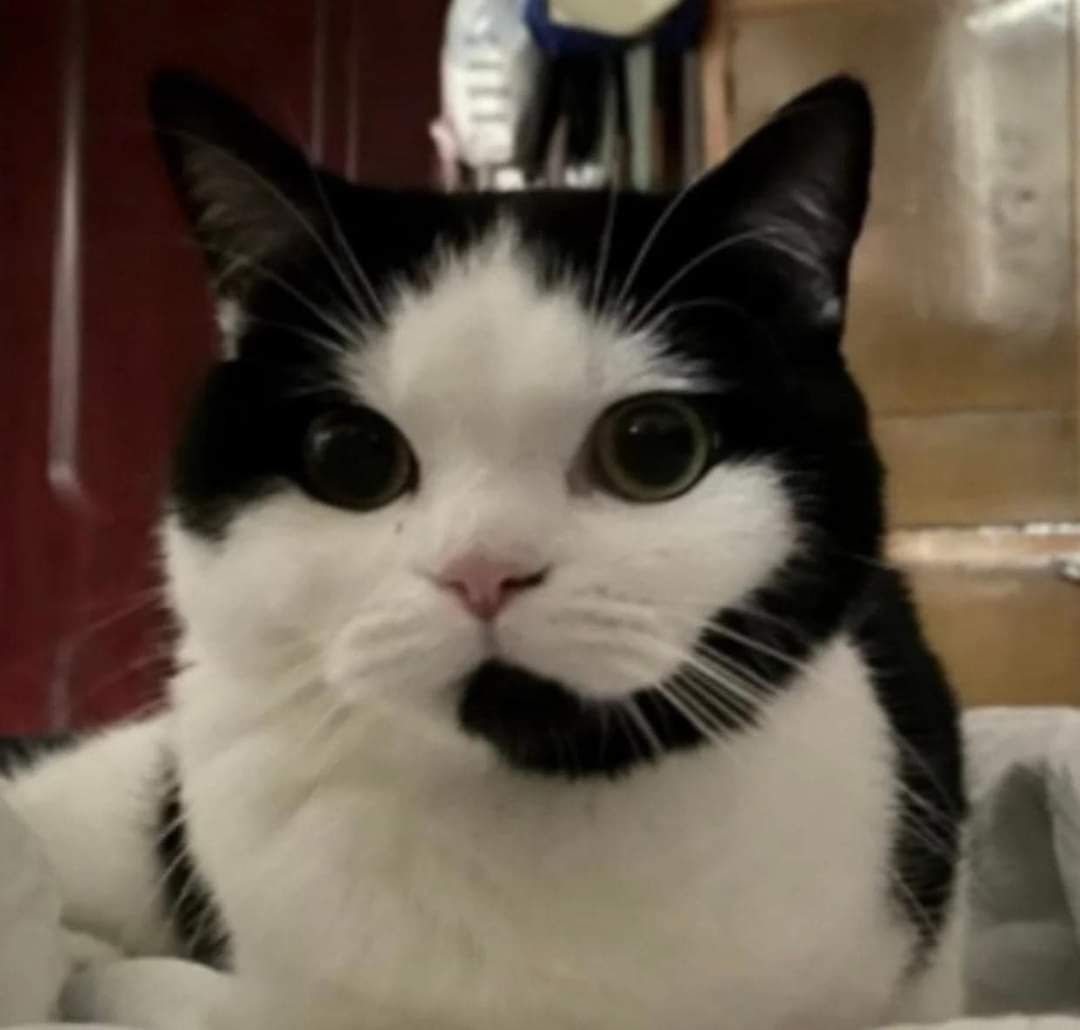 Tổng đài meow | HoYoLAB