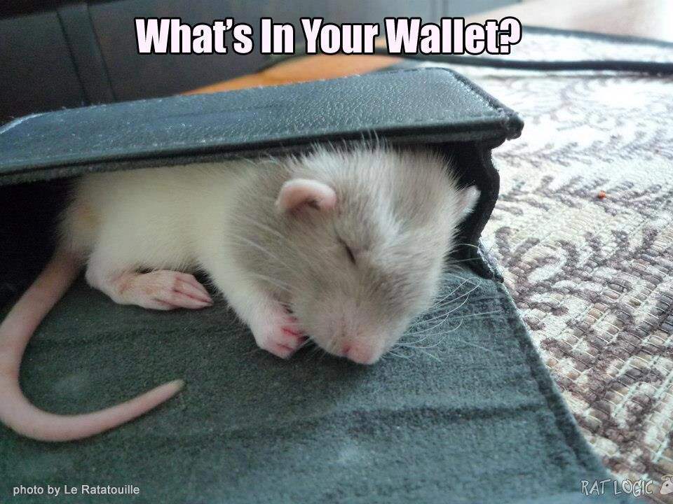 q&a with rat memes bc why not | HoYoLAB