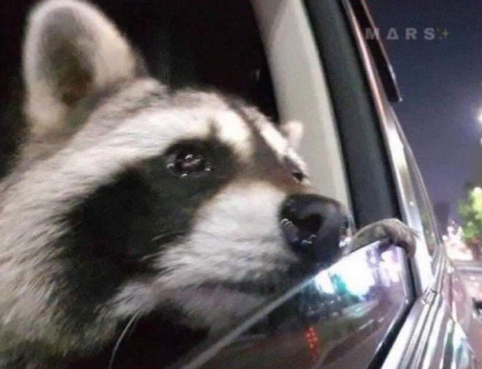 HSR Final Closed Beta Honkai: Star Rail | HoYoLAB