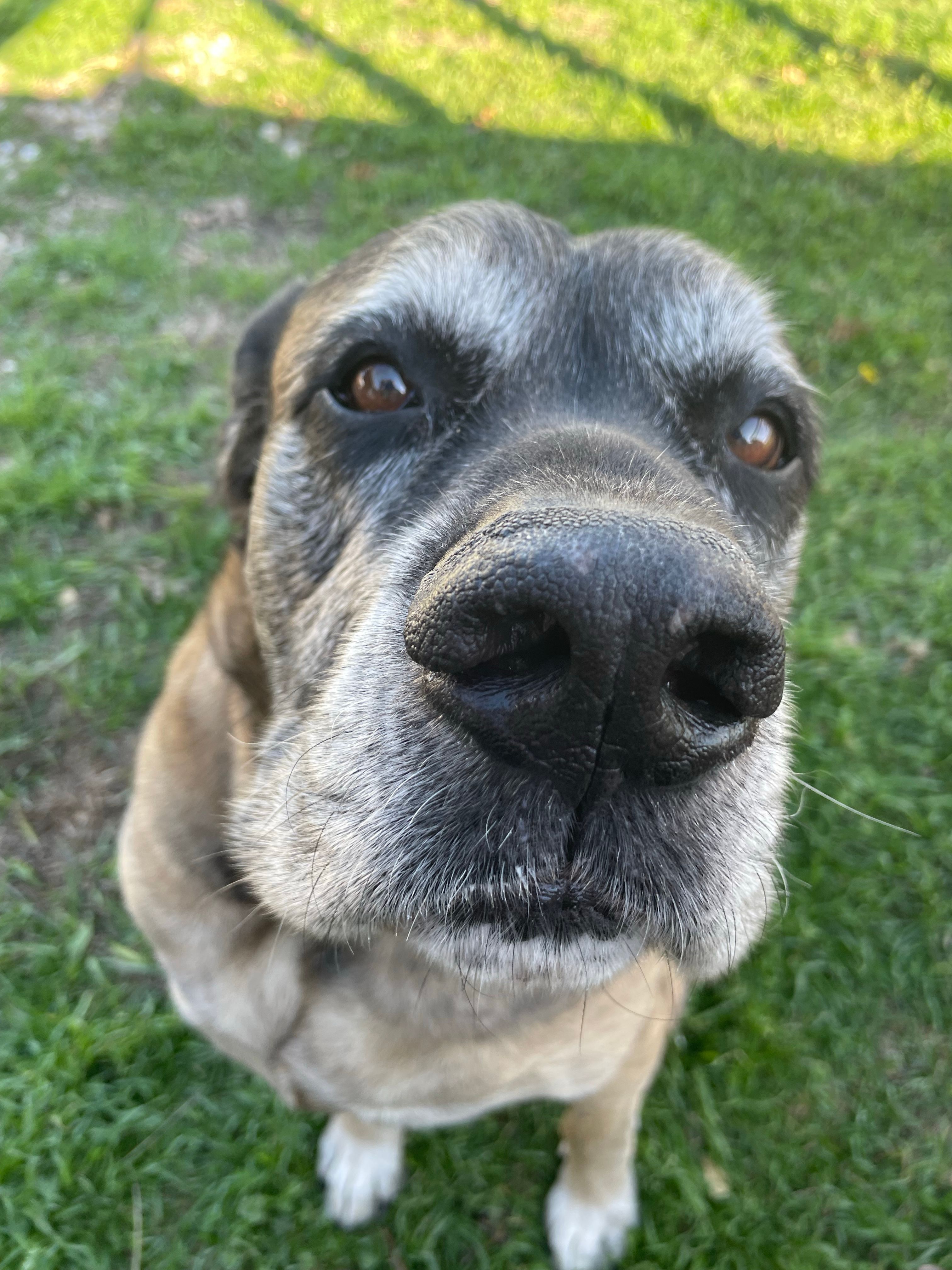 My dog Raider | HoYoLAB