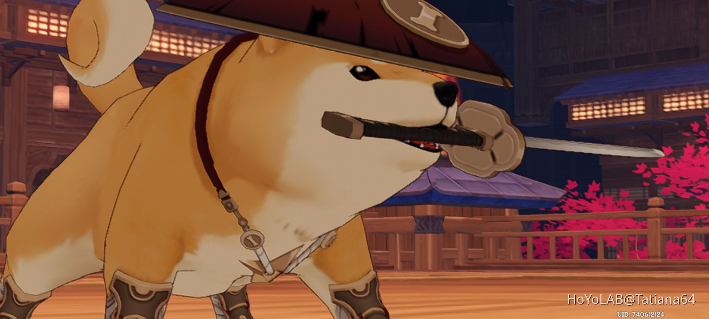 un shiba? J'étais pas prête qu'on s'attaque a un chien sinon il est ...