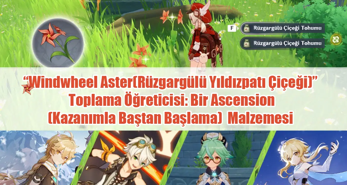“Windwheel Aster(Rüzgargülü Yıldızpatı Çiçeği)” * 71 ---Toplama ...