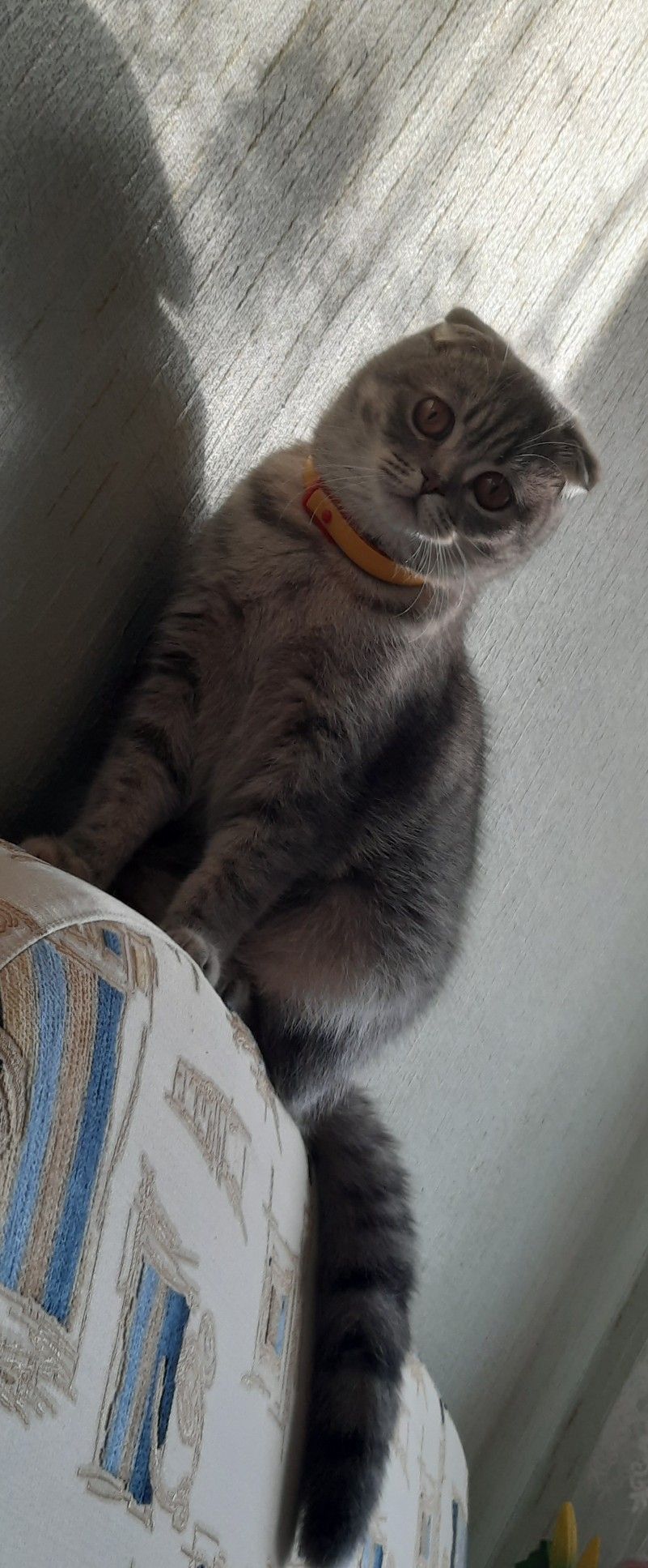 my cat being a model | HoYoLAB