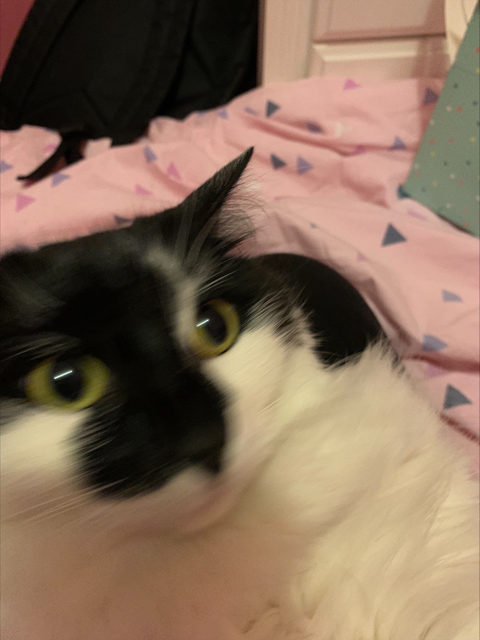 weird ahh cat | HoYoLAB