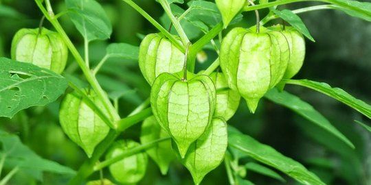 Dendro Core Fruit's🗿🗿 Genshin Impact | HoYoLAB