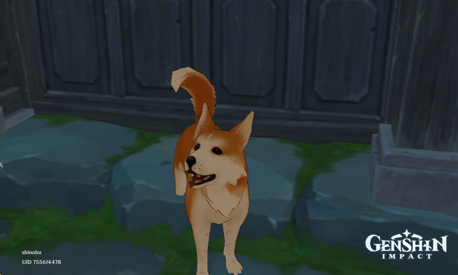 This time i had a photoshoot with a dog i found on Inazuma Genshin ...