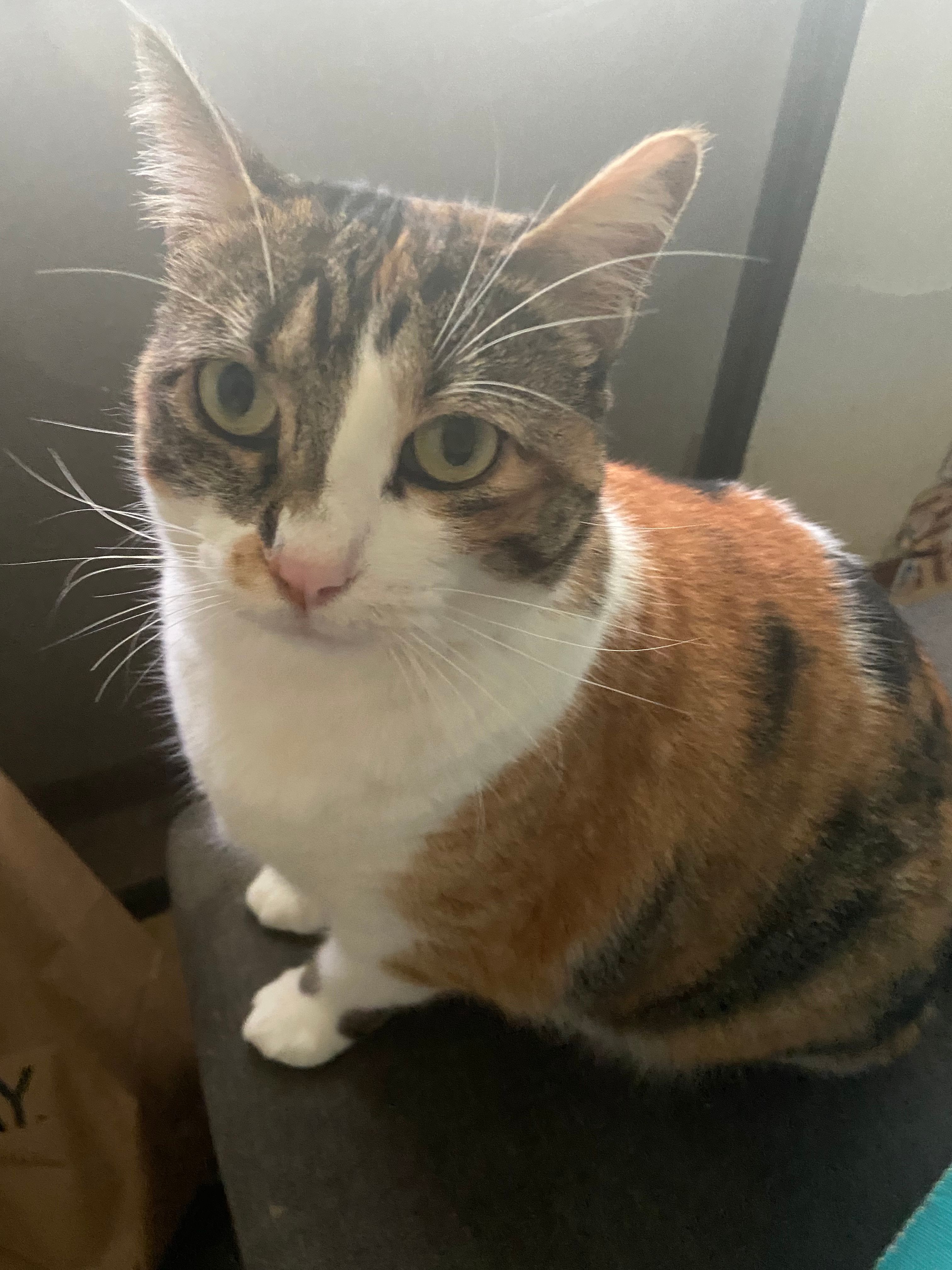 Cat reveal | HoYoLAB