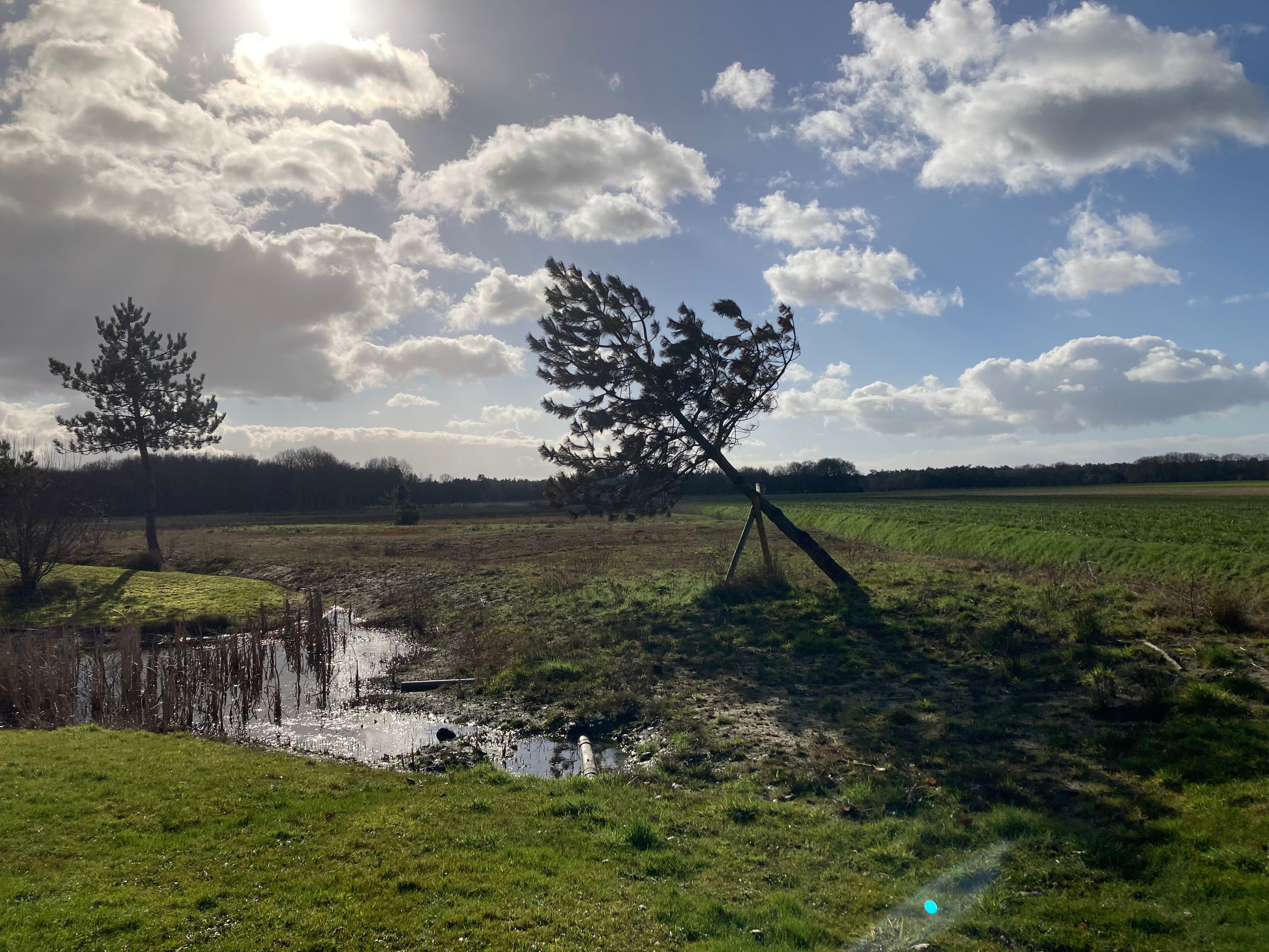 Some random nature pics | HoYoLAB