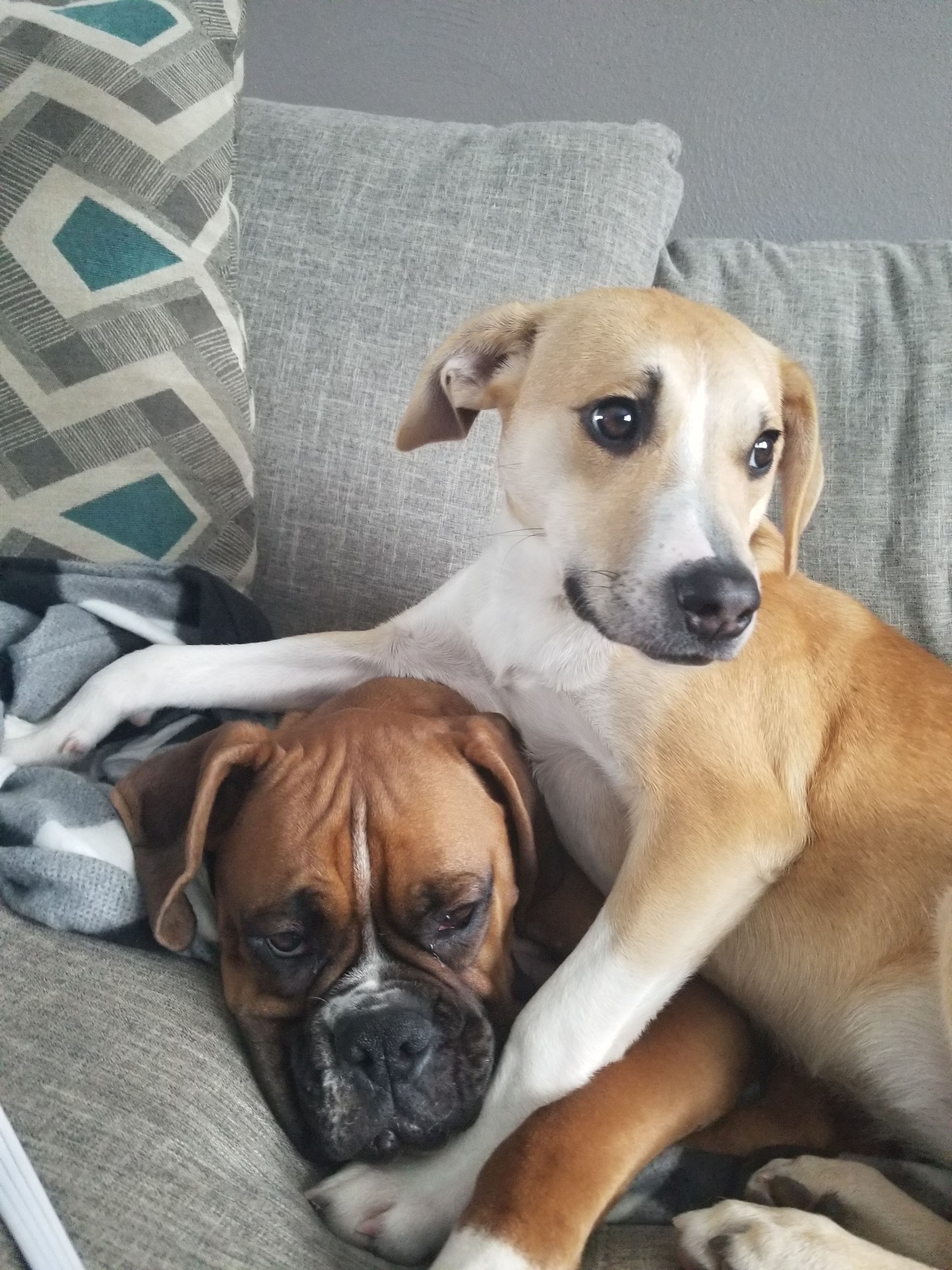 Where did the extra dog come from!! | HoYoLAB