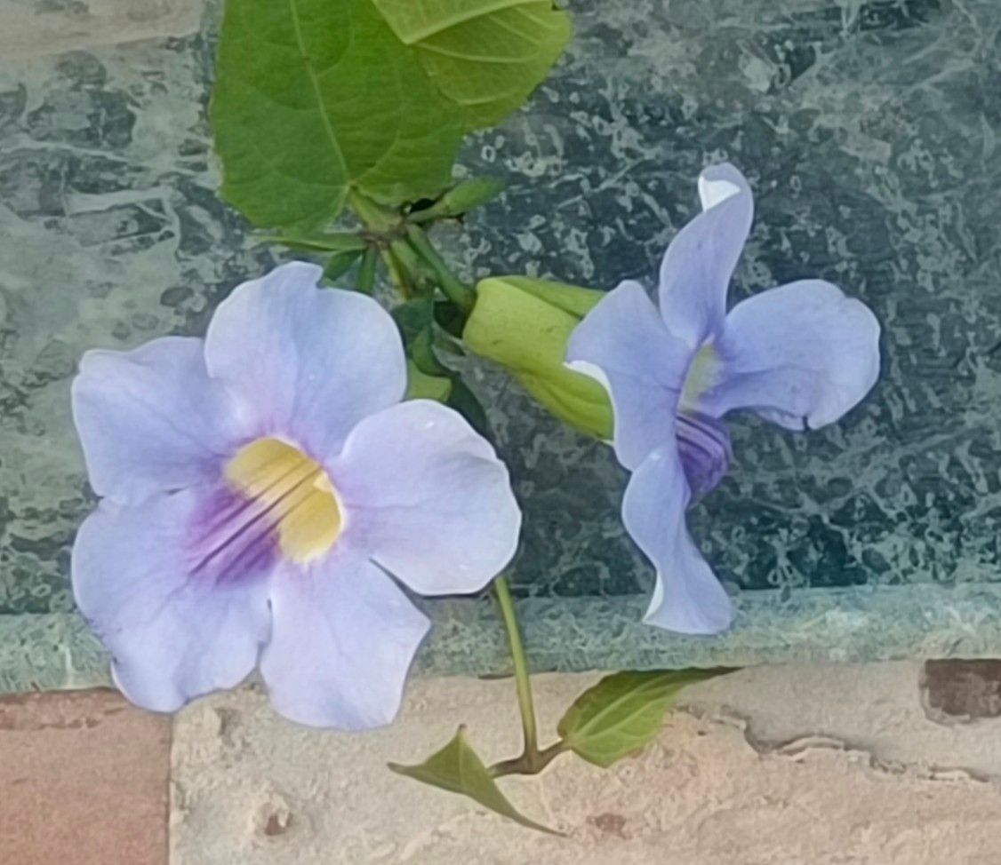 DESERT PAVILION (flower of Life) in my garden 🤣 Genshin Impact | HoYoLAB