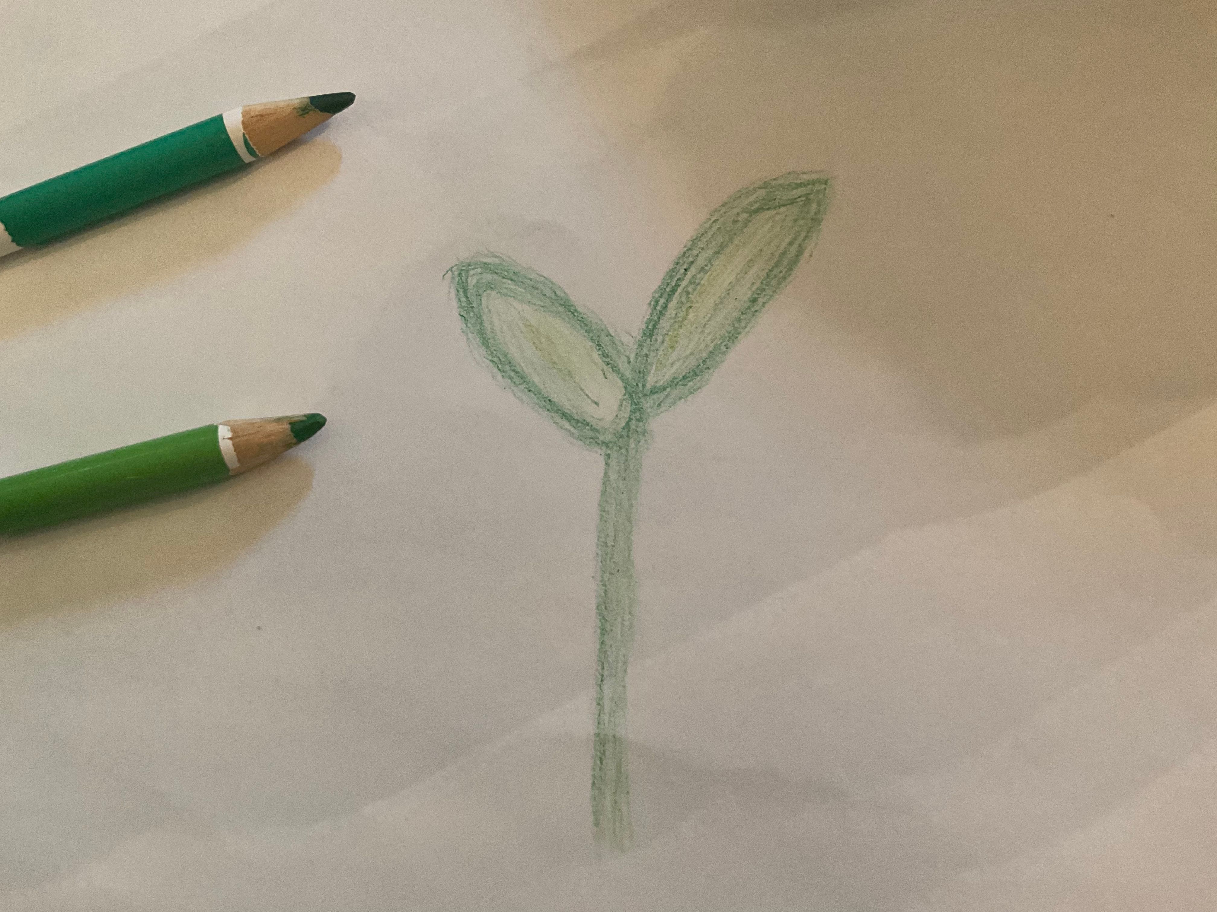 random sapling I drew during online class | HoYoLAB