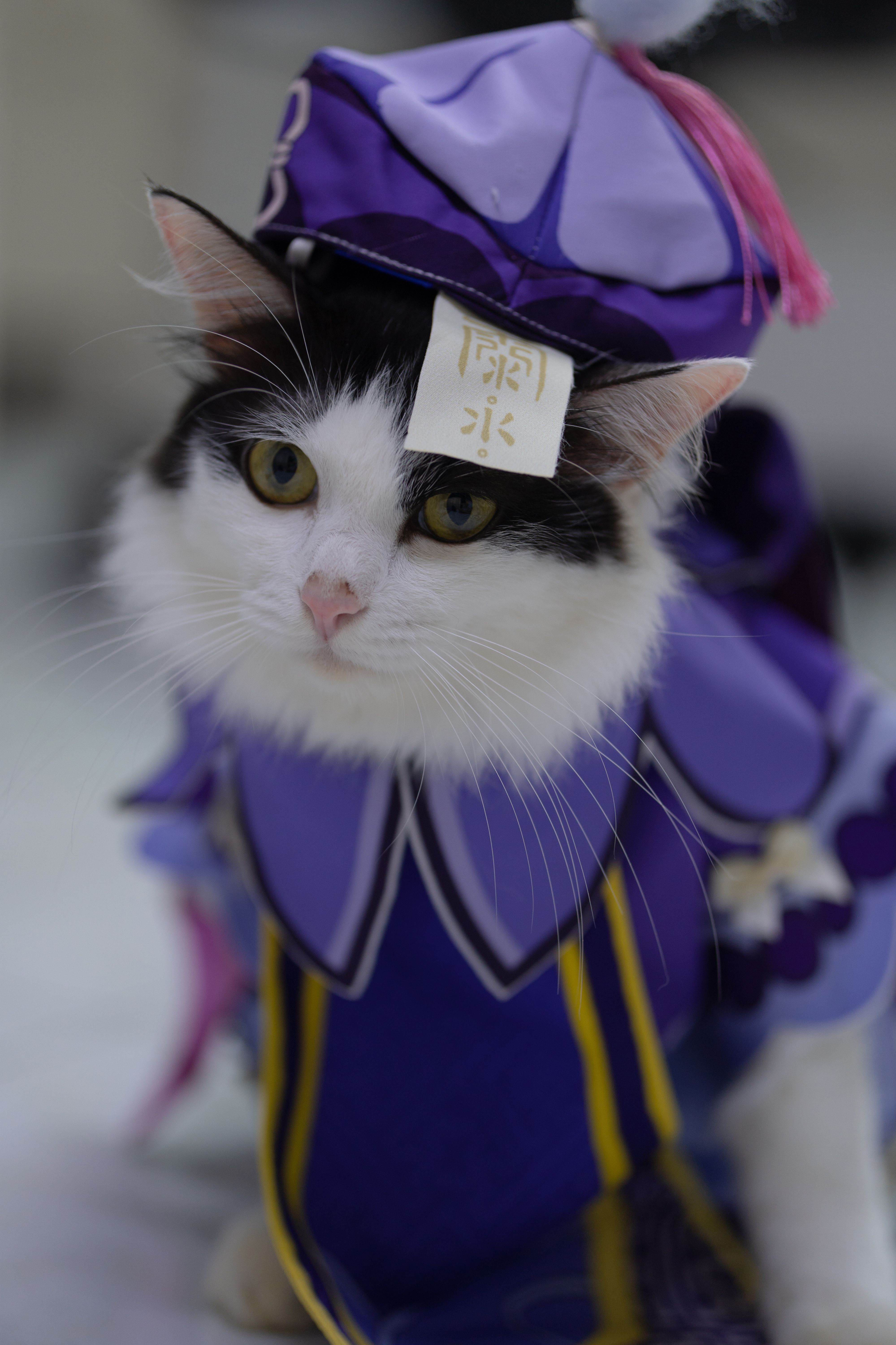 Happy Birthday, Qiqi! 🎉🎂 (My cat Toru cosplaying as Qiqi) Genshin ...