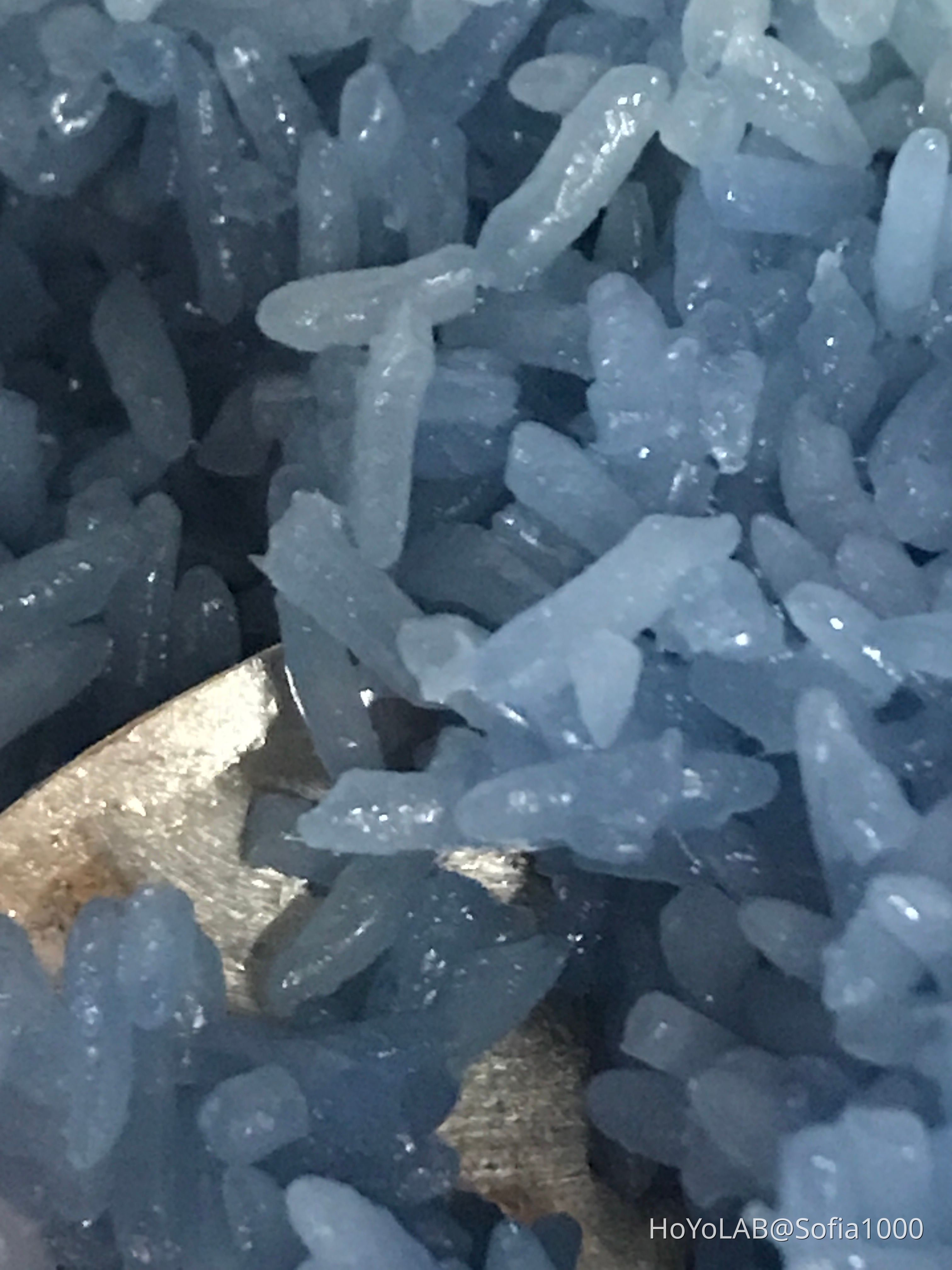 BLUE STICKY RICE?!? | HoYoLAB