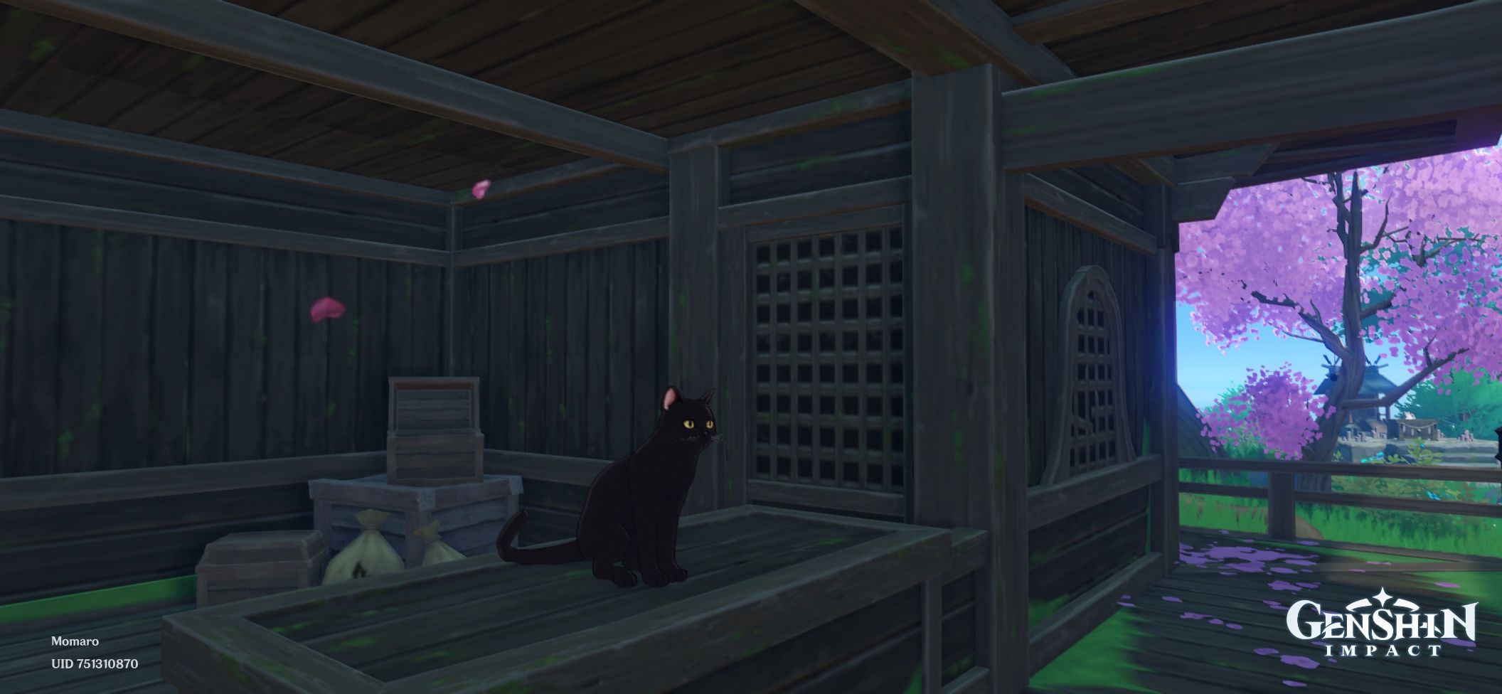 Welcome neko Genshin Impact | HoYoLAB