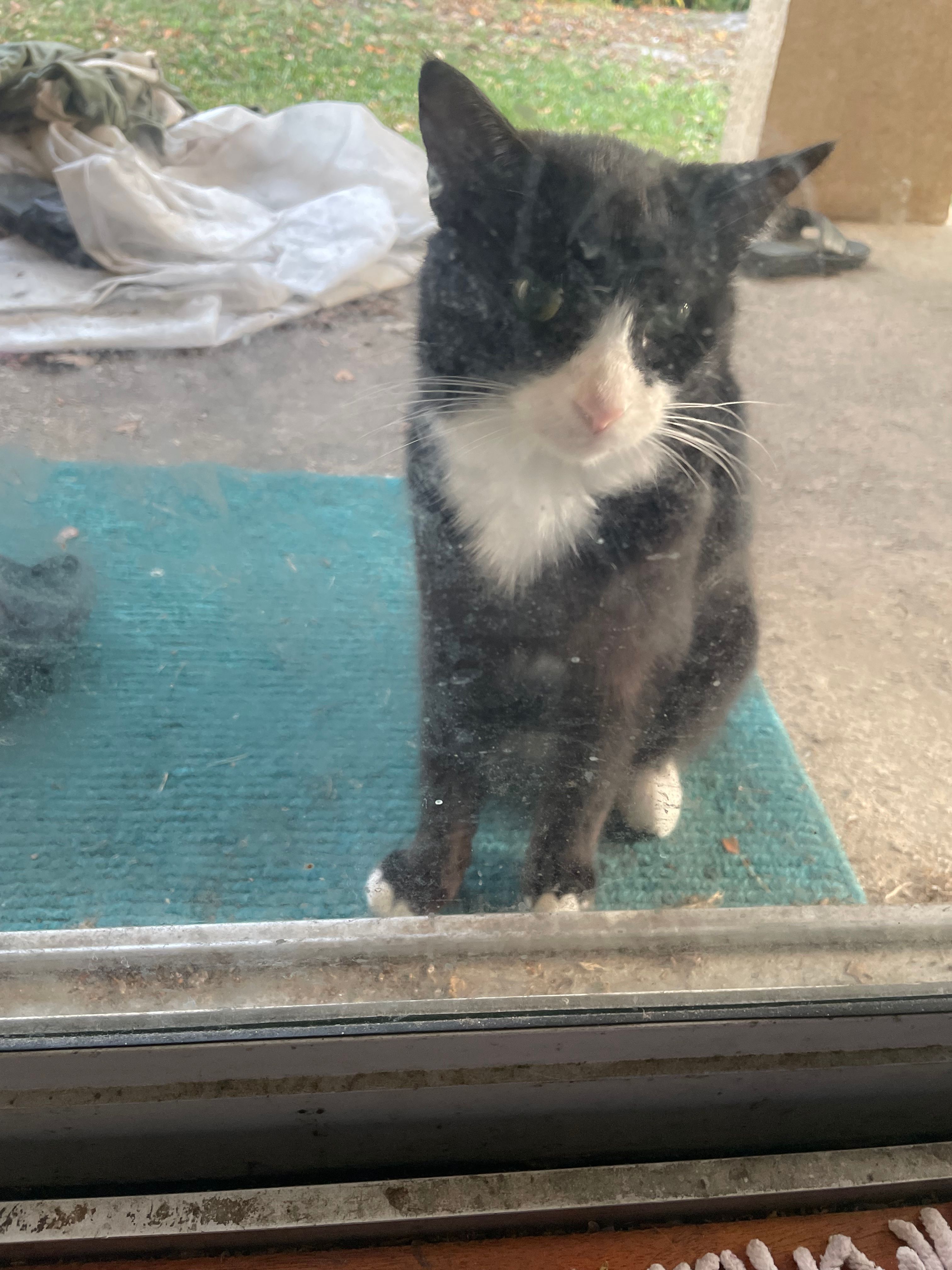 My cats they are outside cats Genshin Impact | HoYoLAB