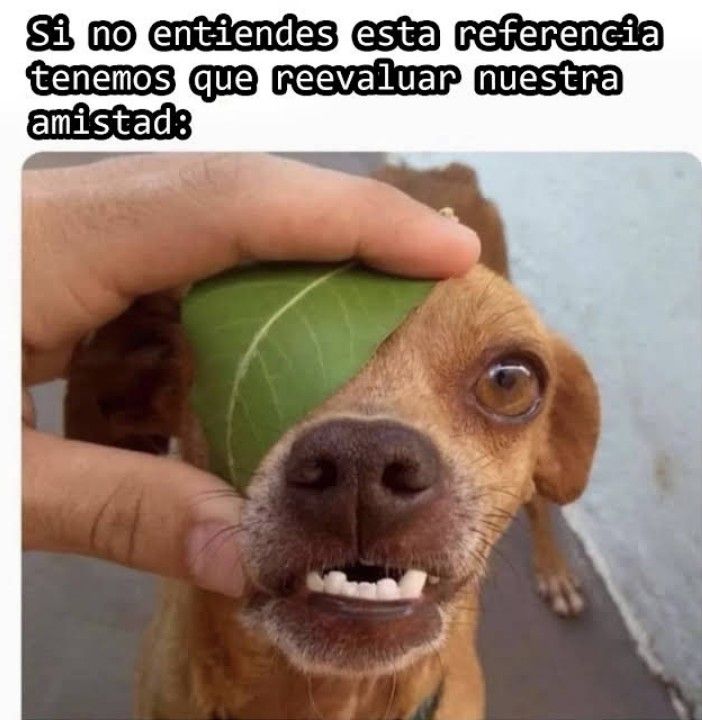 buck Genshin Impact | HoYoLAB