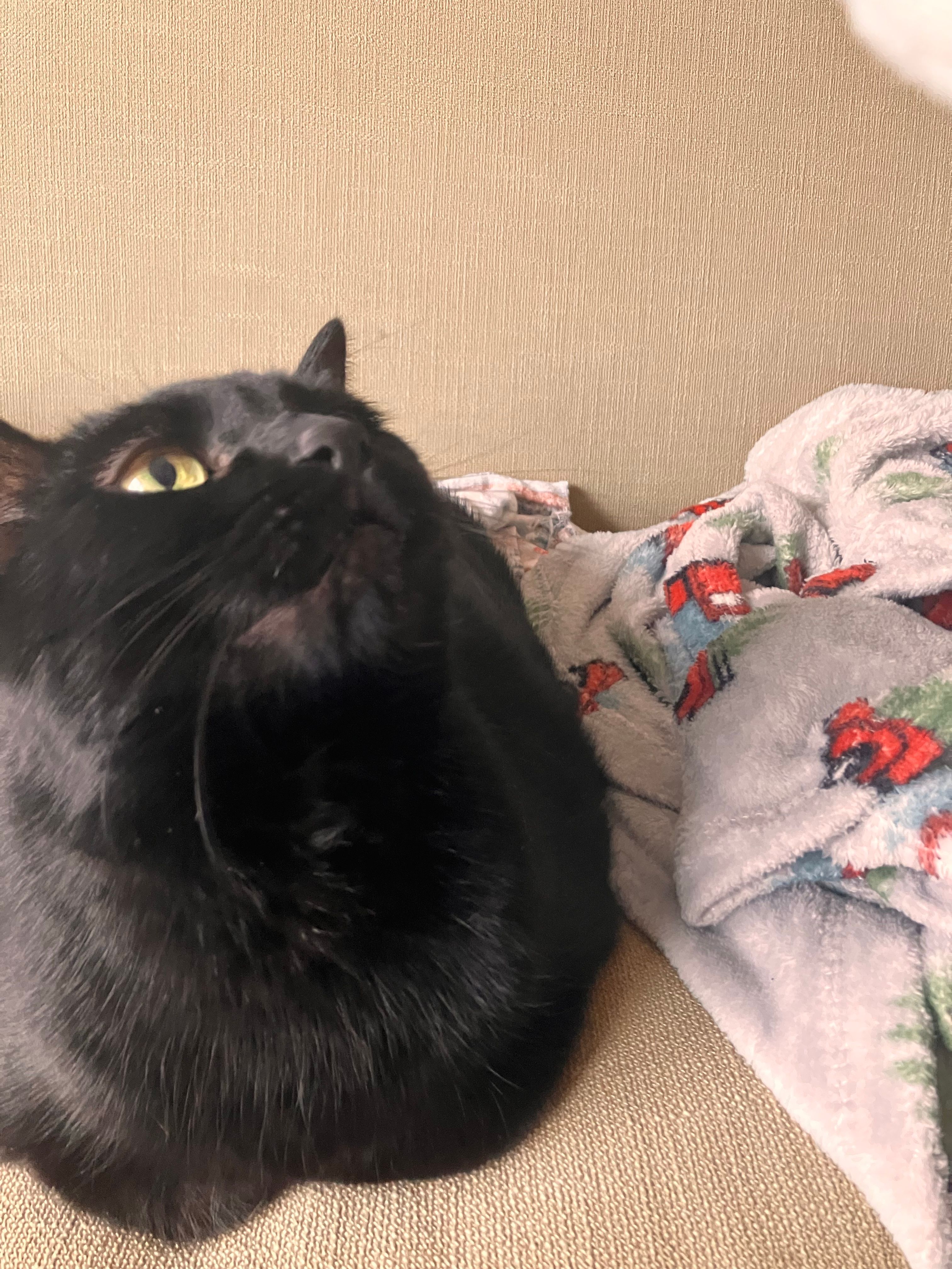 More more we live more cats lol 😂 | HoYoLAB