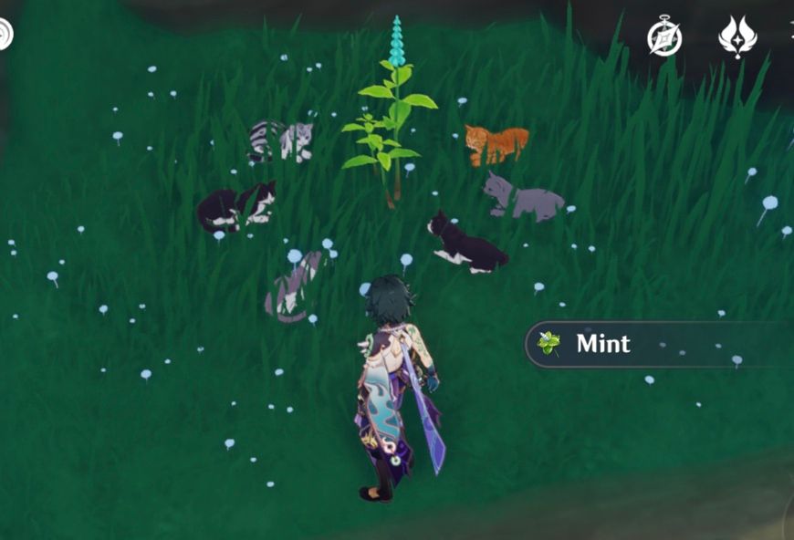 Cat Cult Genshin Impact | HoYoLAB