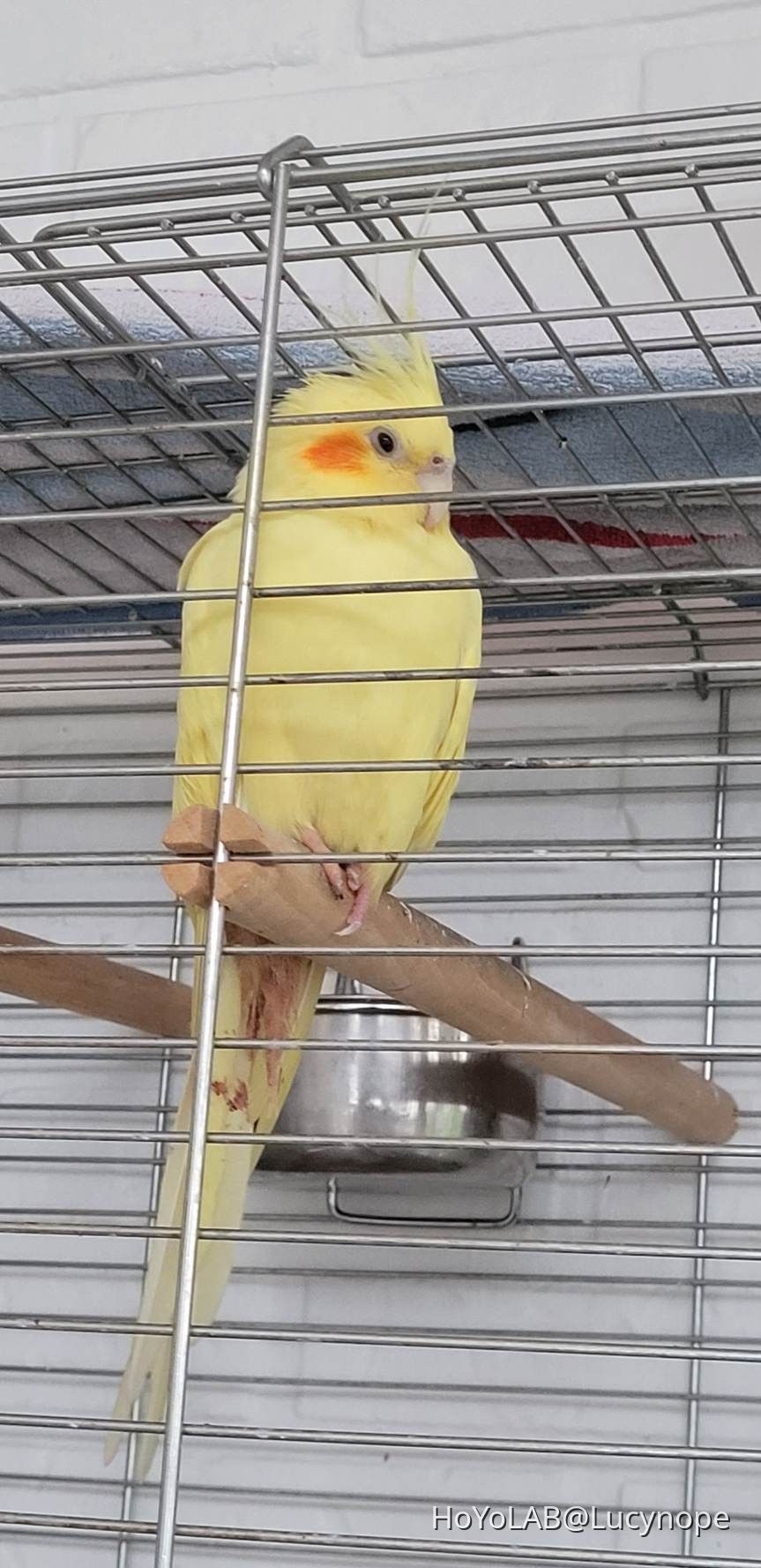 mah bird oh and kafkas is so pretty too pretty Honkai: Star Rail | HoYoLAB