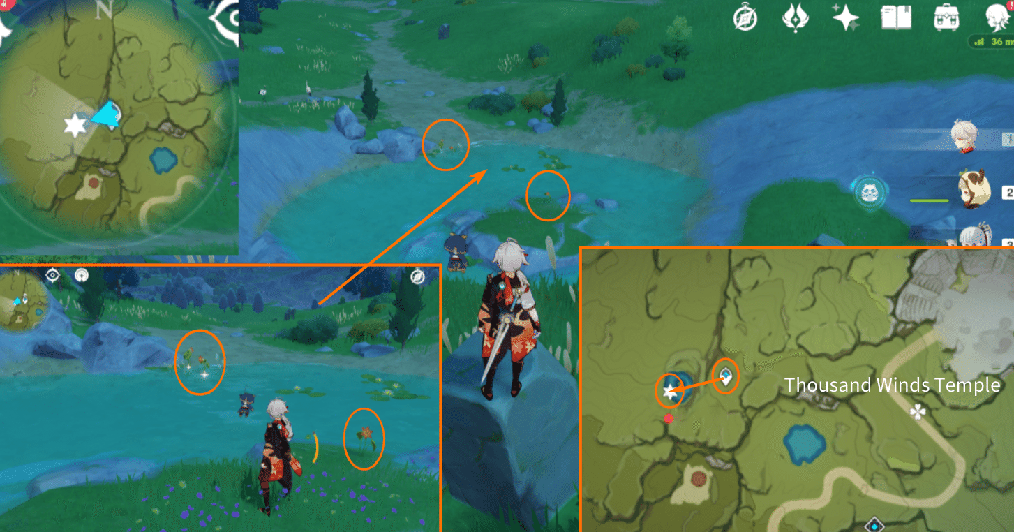 "Calla Lily" ×54 Fast Collection Guide Genshin Impact | HoYoLAB