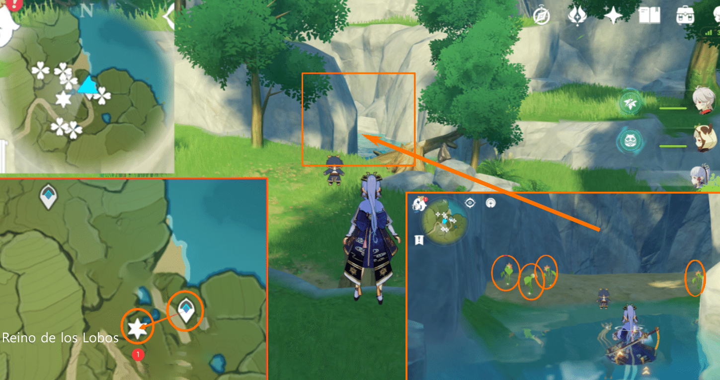 Guía de cómo recolectar con rapidez [Lirio cala]×54 Genshin Impact | HoYoLAB