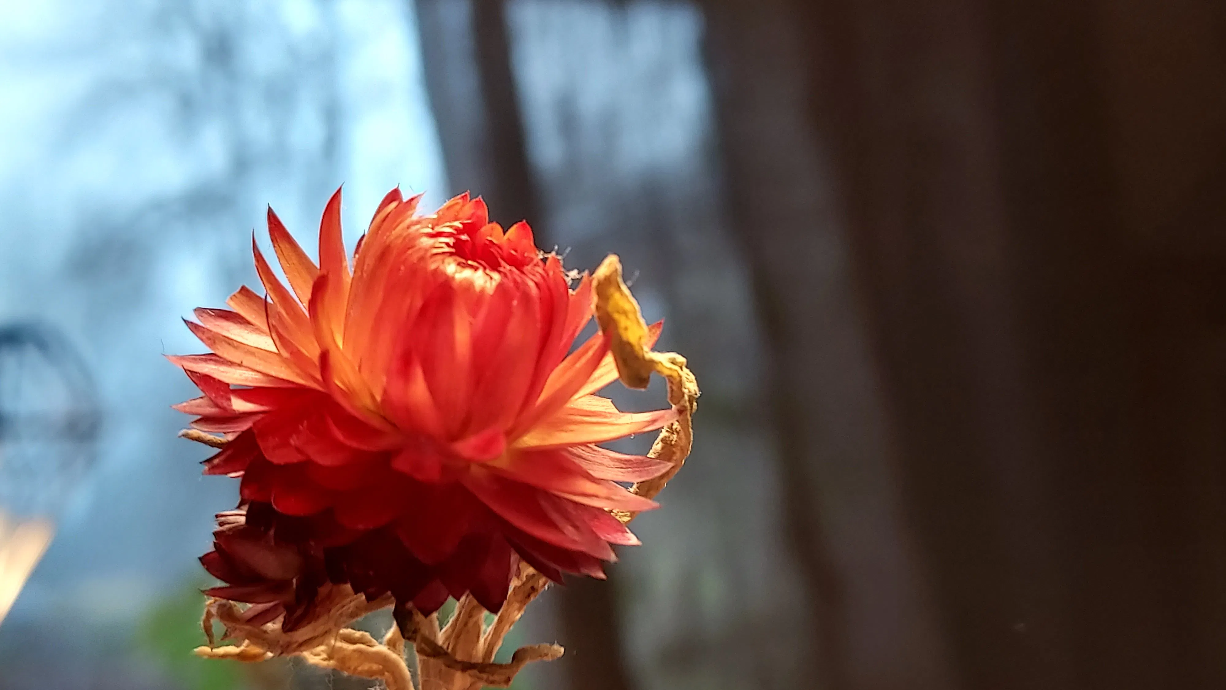 fire flower irl? Genshin Impact | HoYoLAB