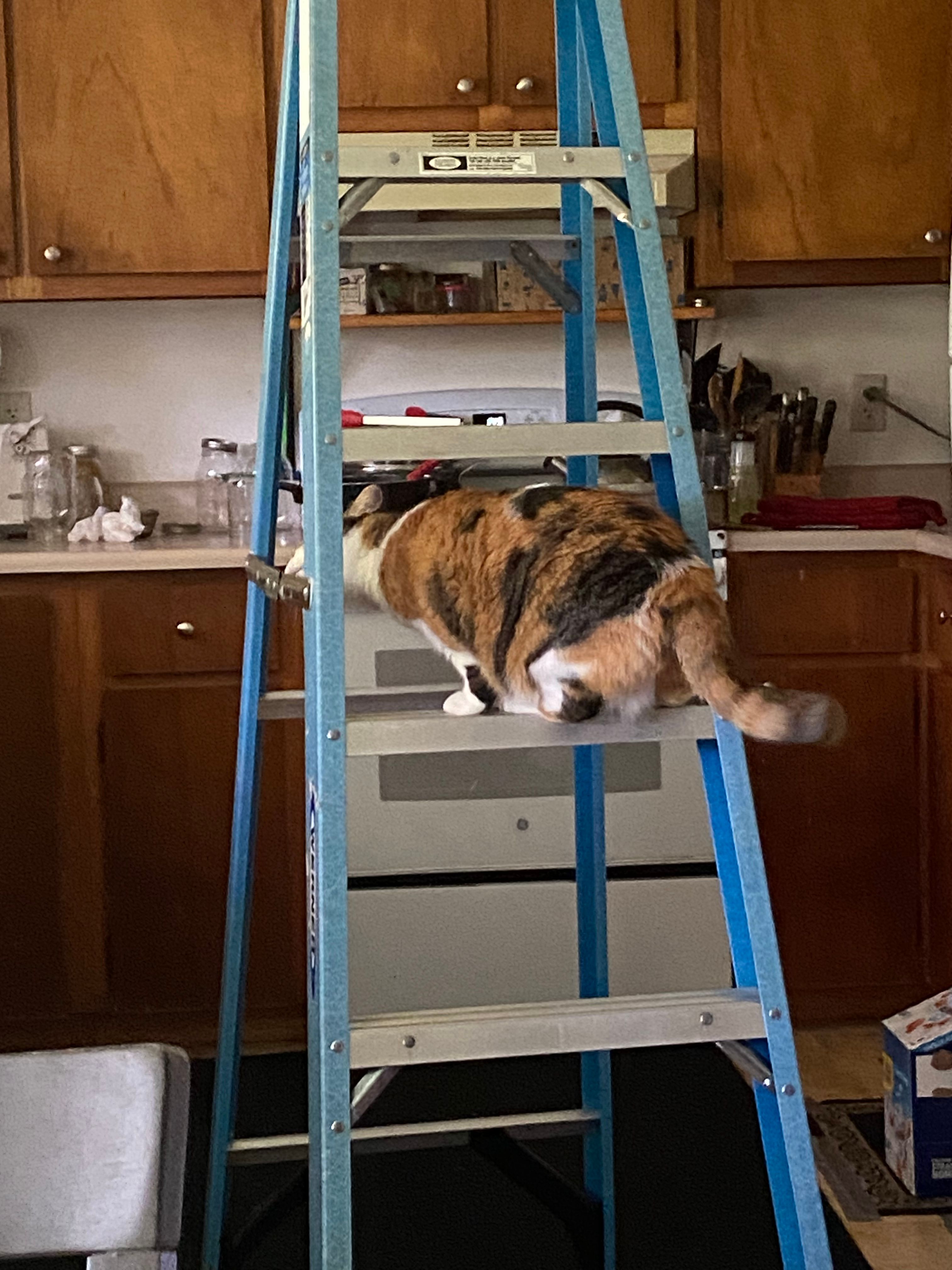 someone decided to climb a ladder, then got stuck | HoYoLAB