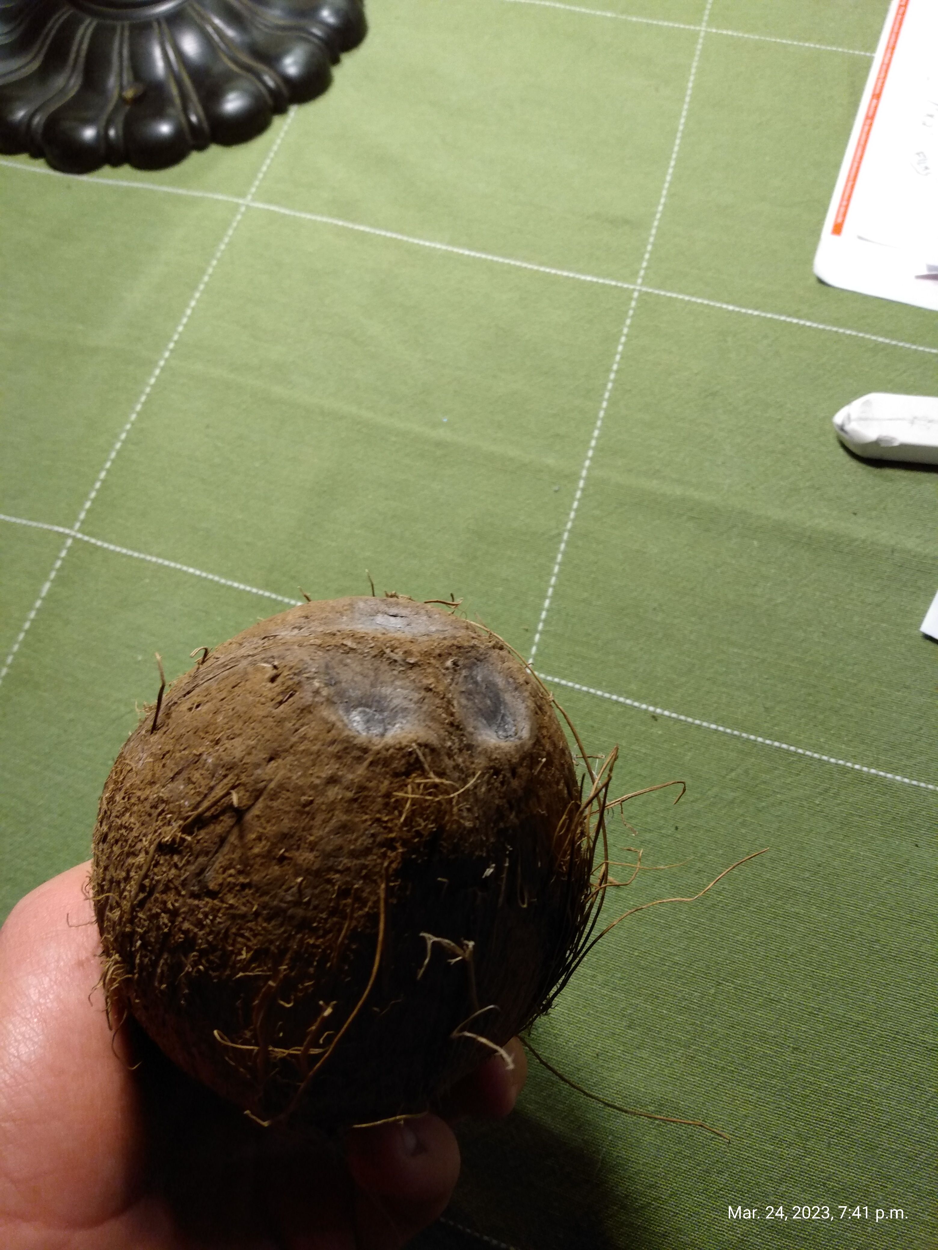 Got a Coocogoat Genshin Impact | HoYoLAB