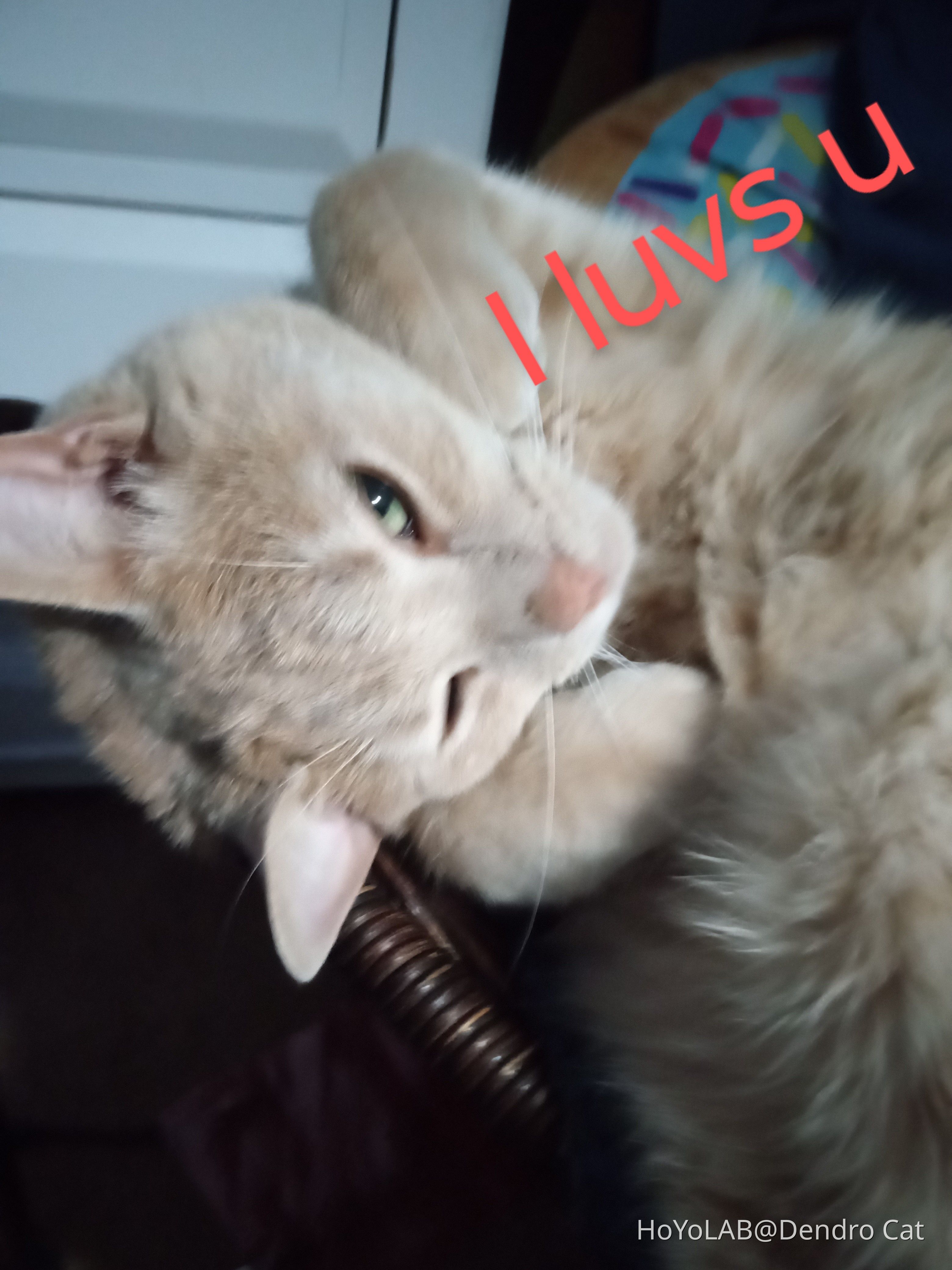 Ze cat memes challenge (that I am once again late to) | HoYoLAB