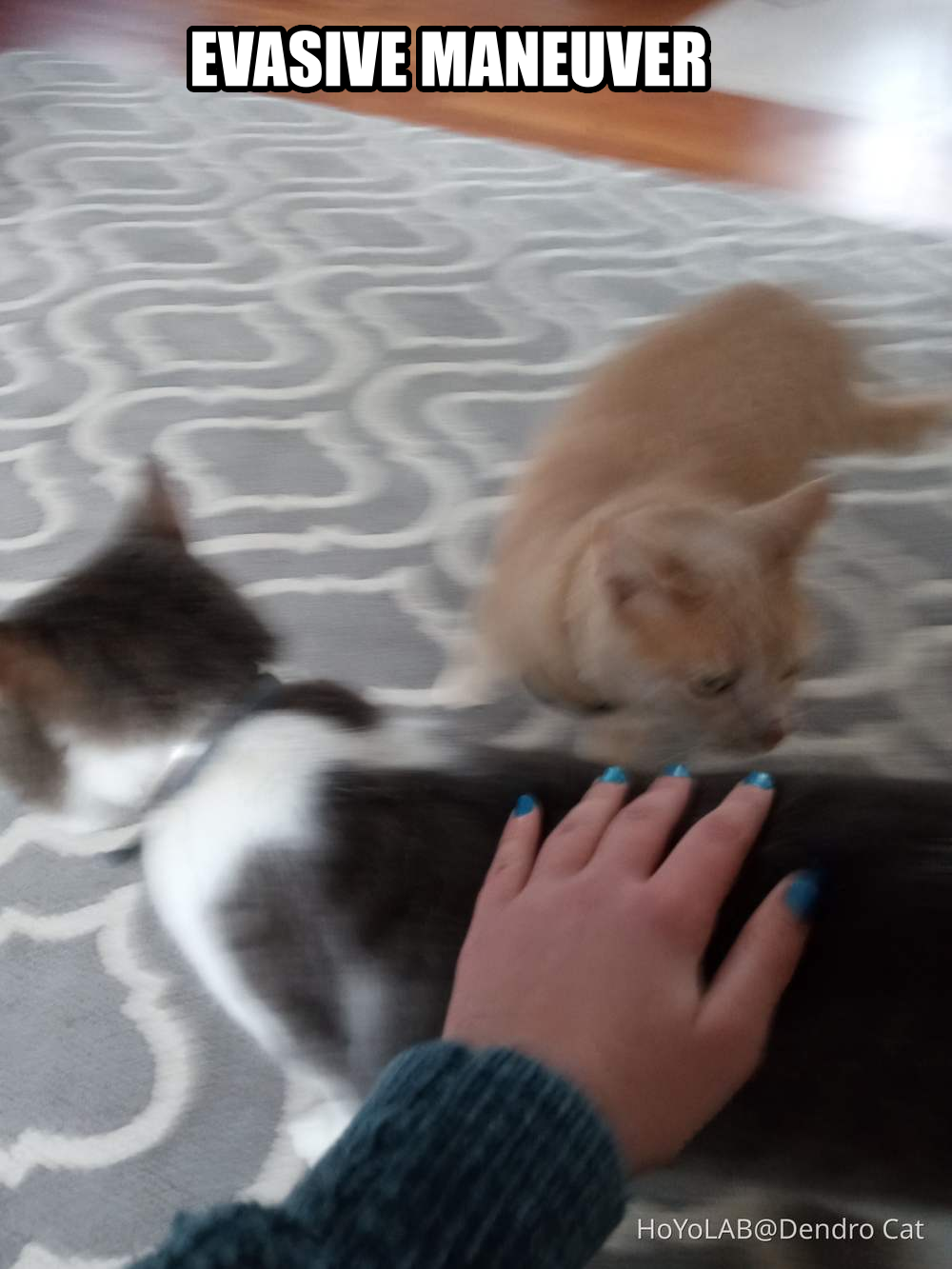 CAT MEMES FOR MY BEST PAL DENDRO CAT?? YES HERE THEY ARE THANK YOU FOR ...