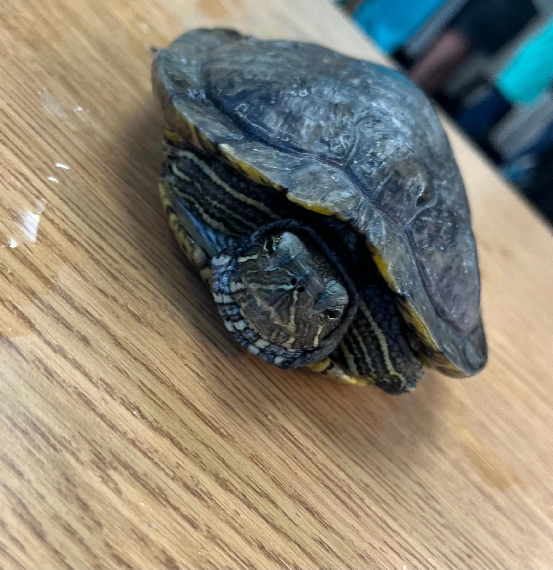 Topic Details Page- tortle | HoYoLAB